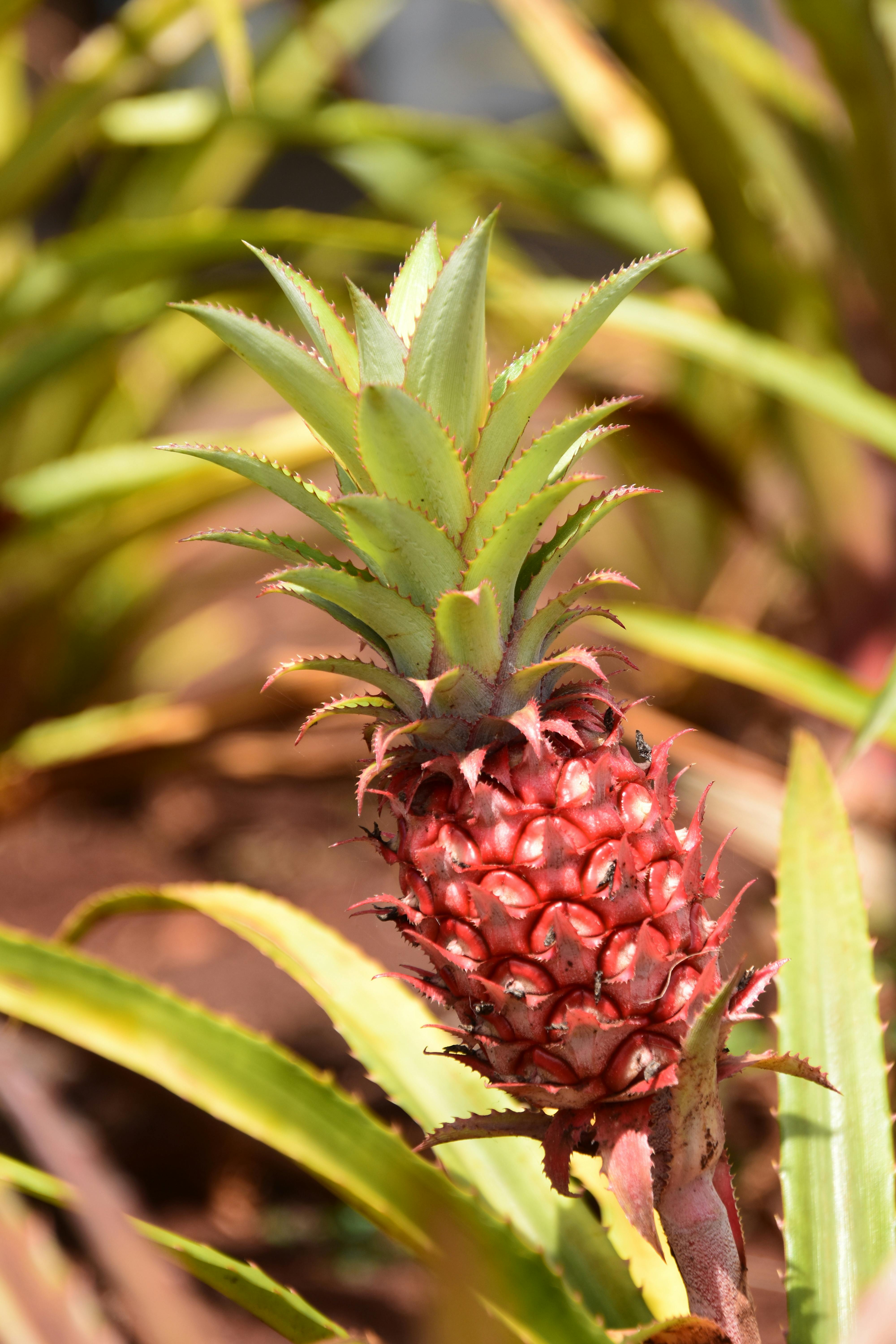 Vibrant Close-up of a Wild Pineapple Plant · Free Stock Photo