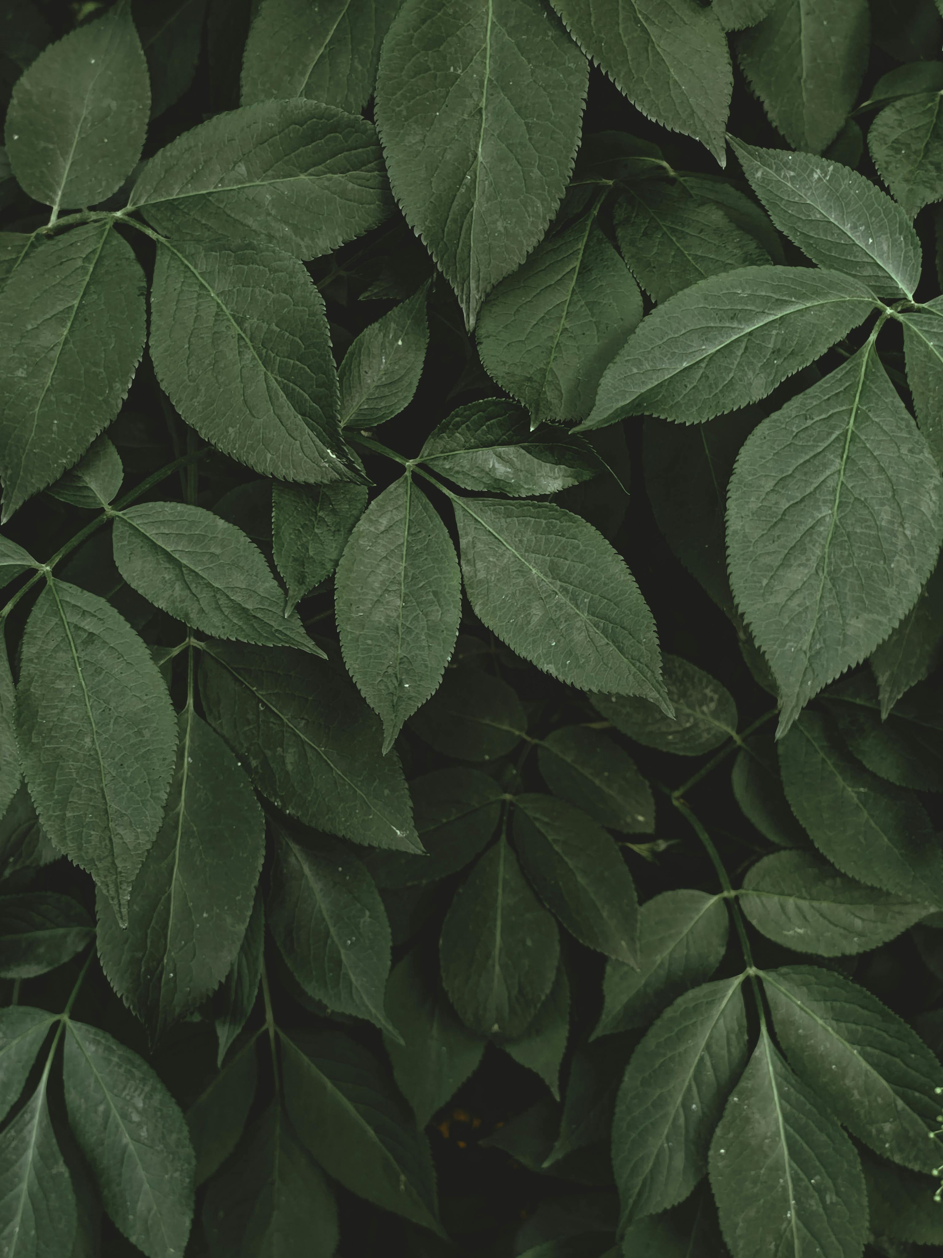 Neeraj+Pepsu+Wallpaper Photos, Download The BEST Free Neeraj+Pepsu ...