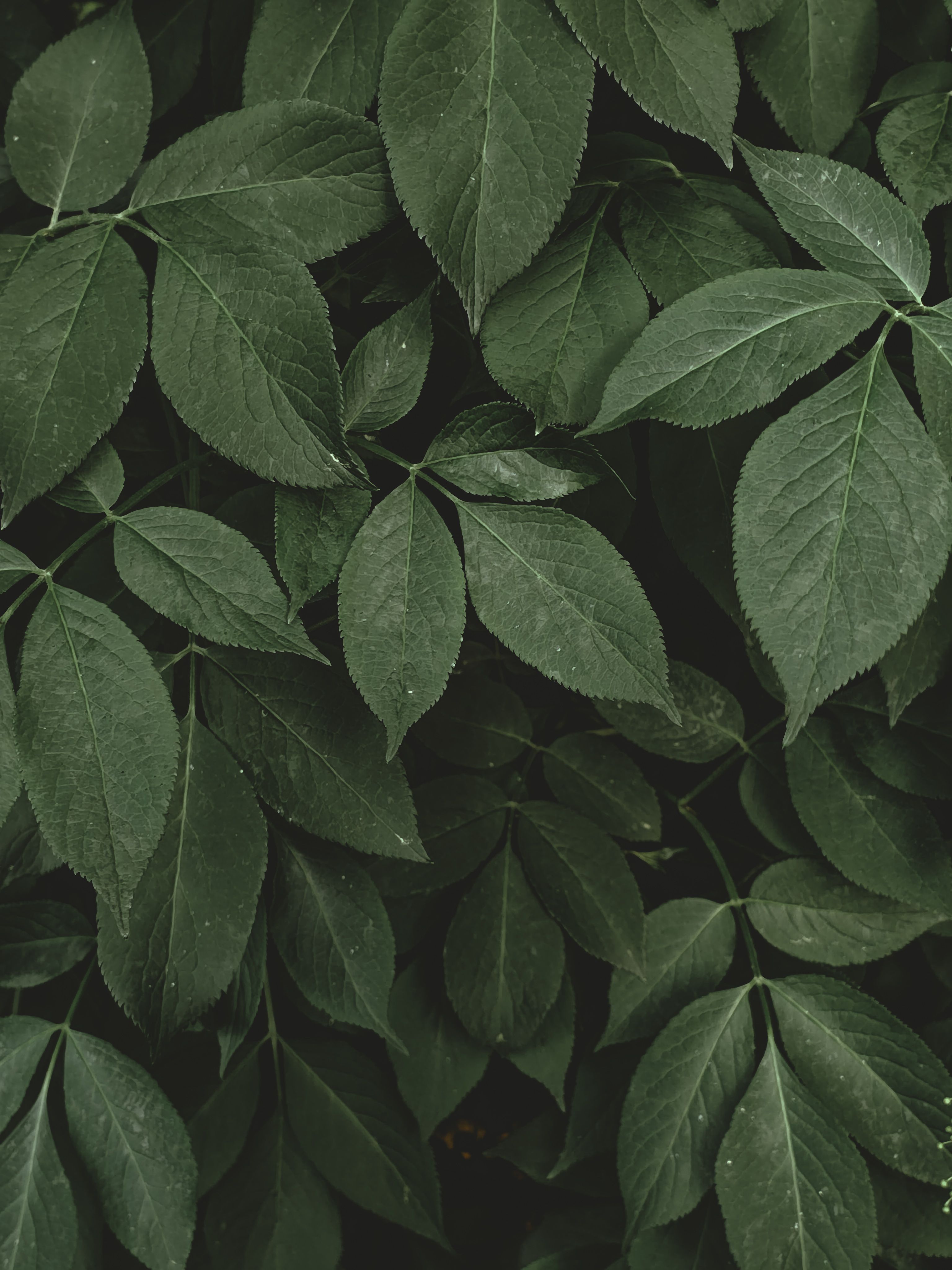 Moody Green Foliage in English Woodland · Free Stock Photo