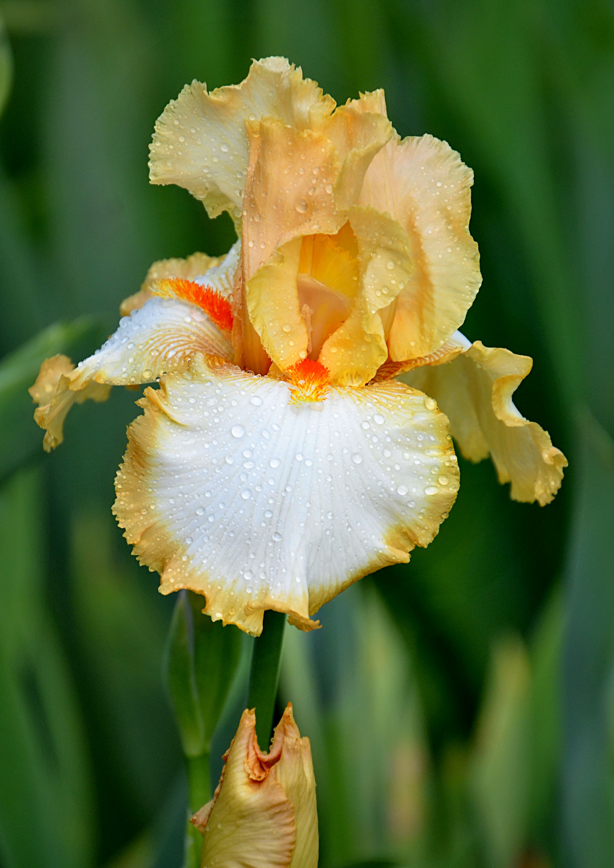 Vibrant Bearded Iris in Full Bloom · Free Stock Photo