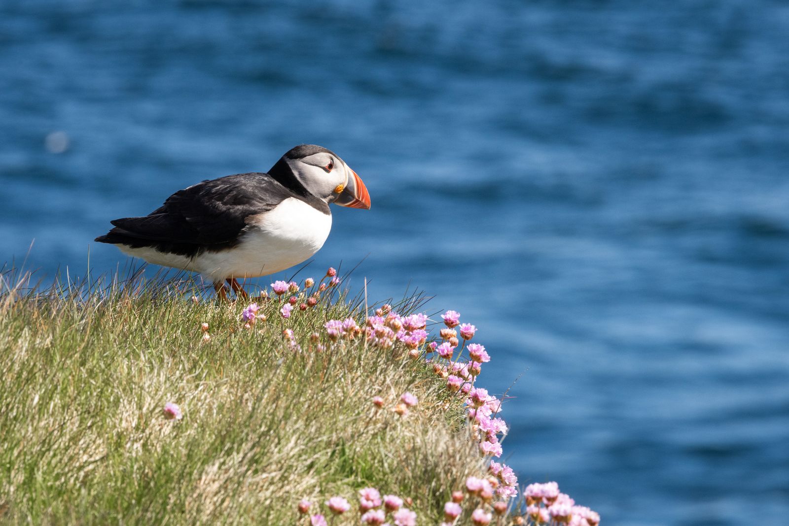 Puffin Photos, Download The BEST Free Puffin Stock Photos & HD Images