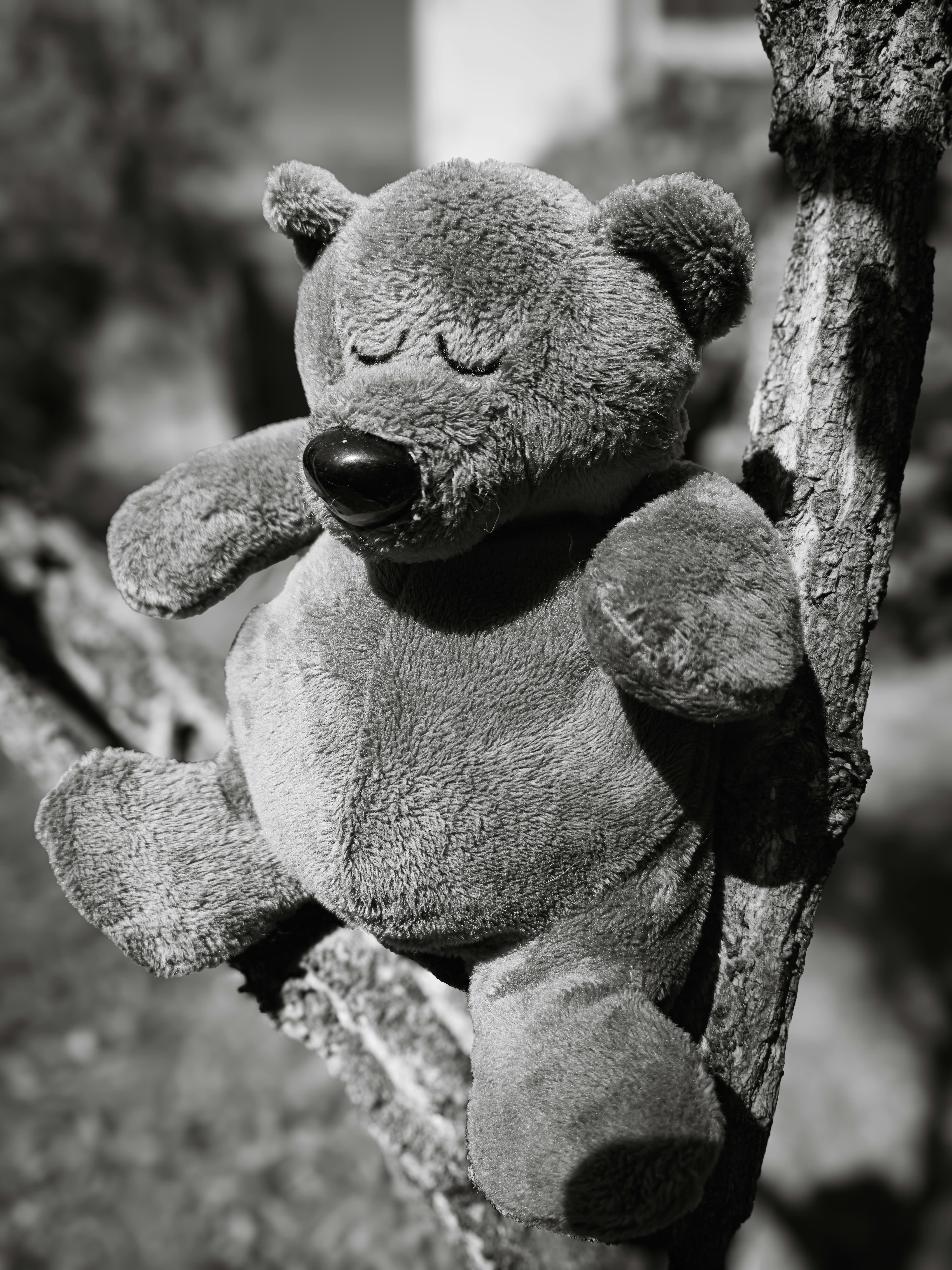 Breathing Teddy Photos, Download The BEST Free Breathing Teddy Stock ...