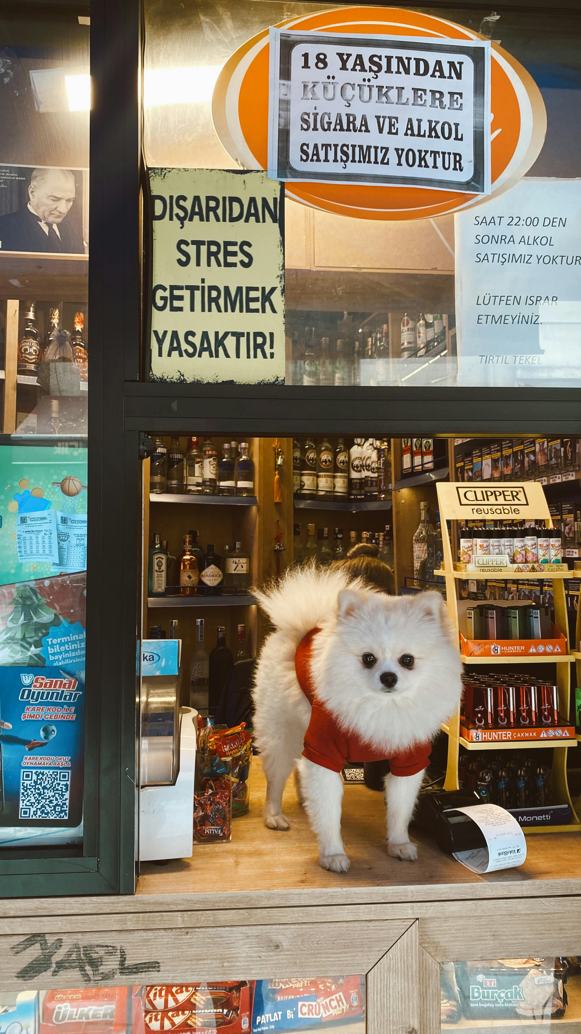 “Cosy Dog Den Setup Indoors At Night Photos, Download The BEST Free ...