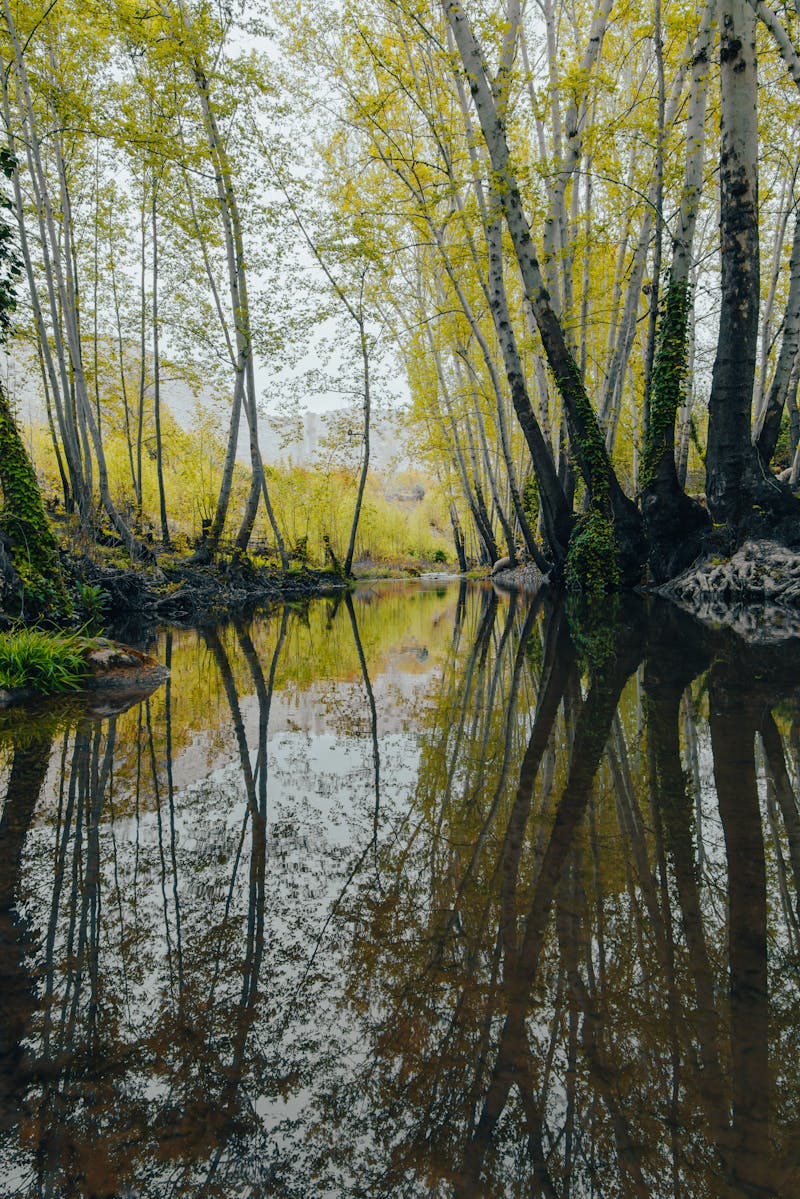 Tree Line Photos, Download The BEST Free Tree Line Stock Photos & HD Images
