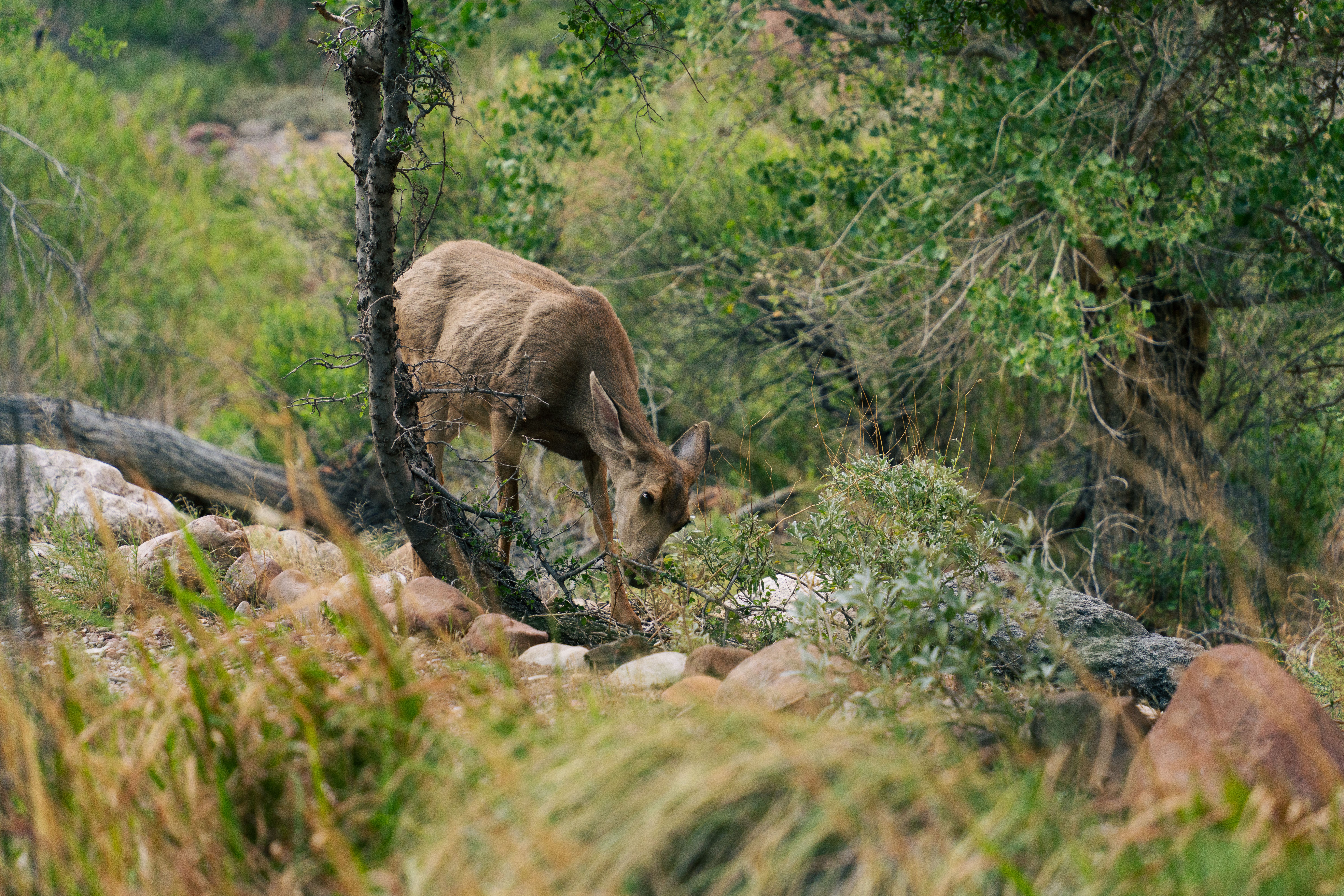 Wild Animals Fauna Photos, Download The BEST Free Wild Animals Fauna ...