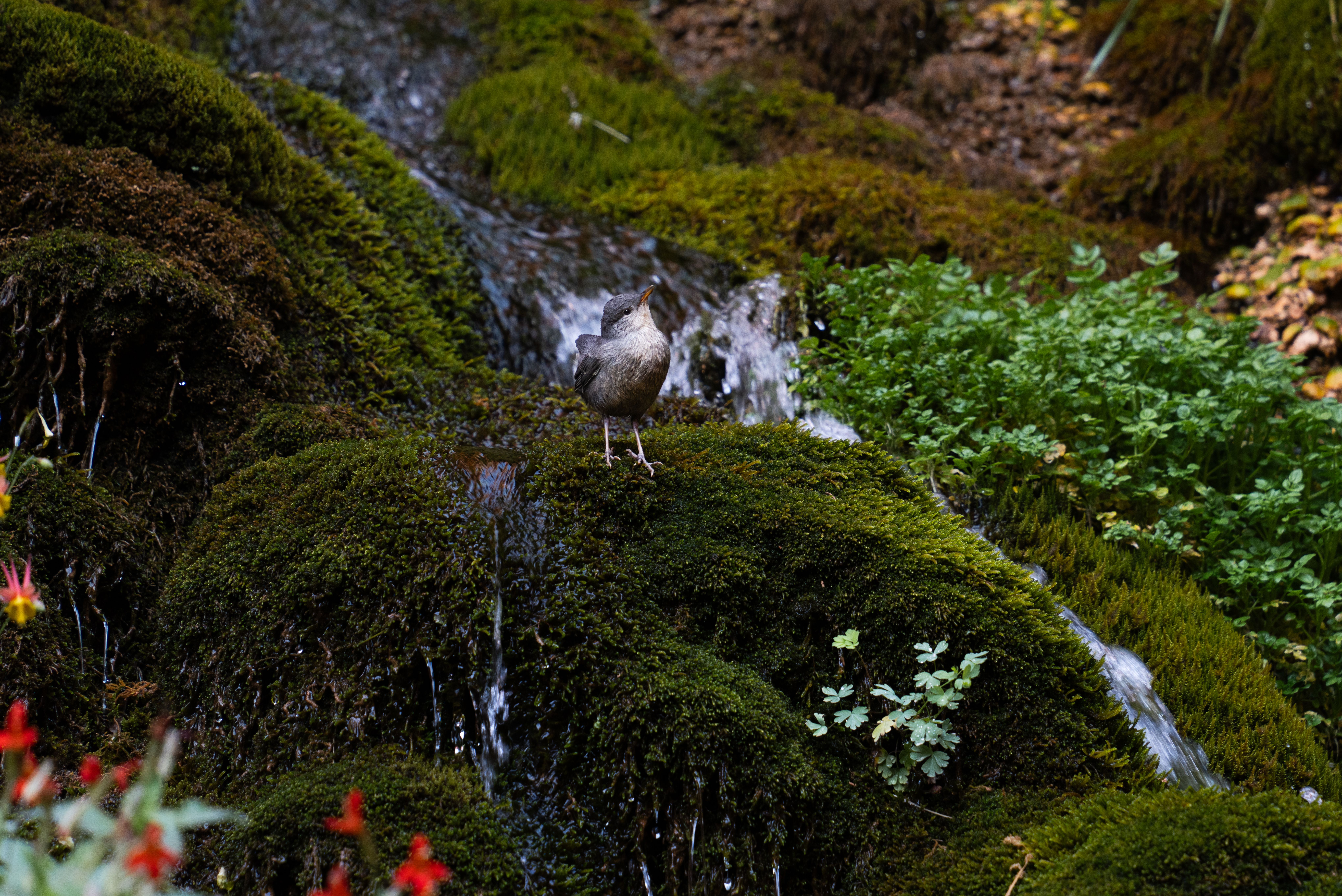 Dipper Bird Photos, Download The BEST Free Dipper Bird Stock Photos ...