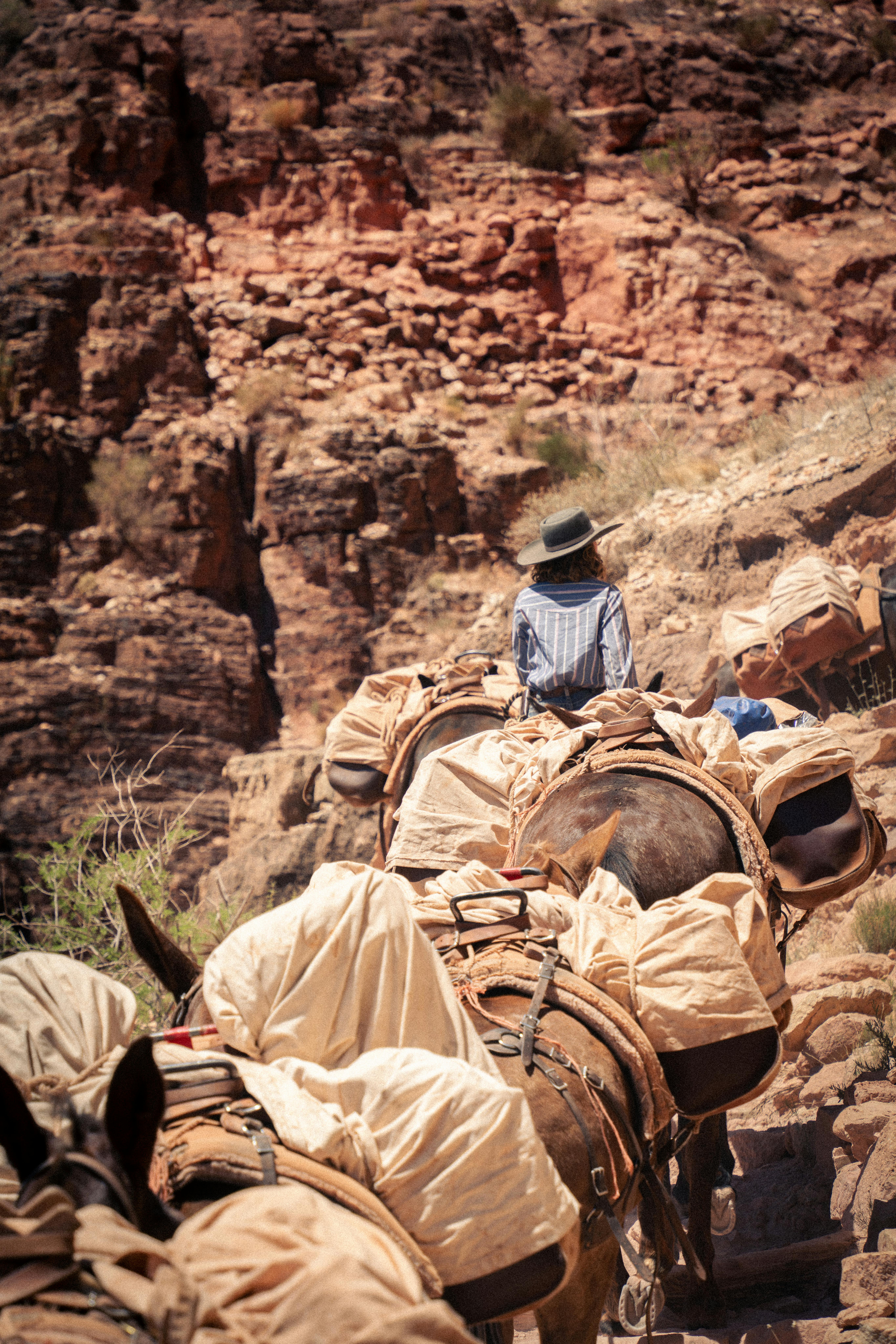 Mule Train on a Rugged Grand Canyon Trail · Free Stock Photo