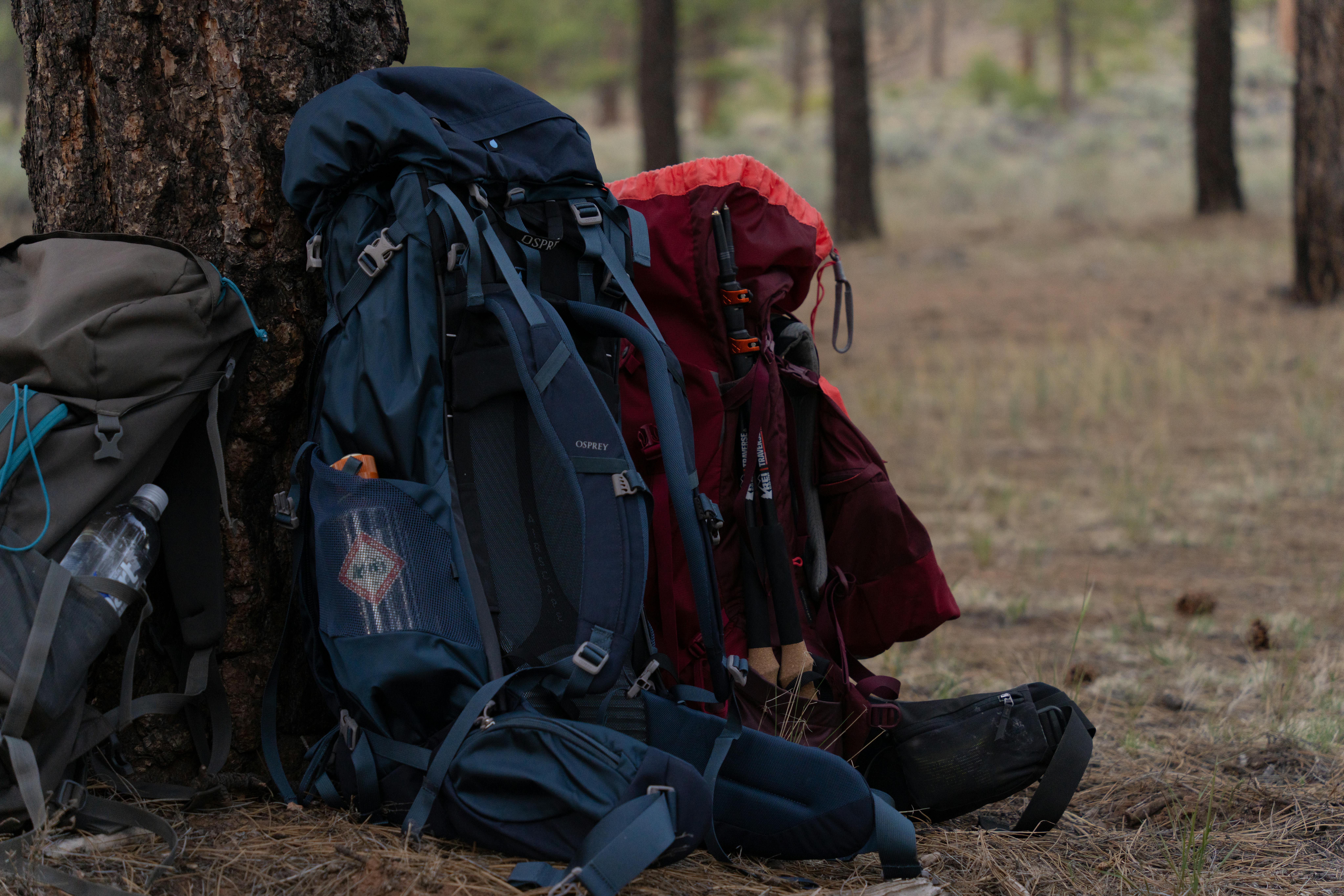 Backpacks Resting Against Tree in Forest Setting · Free Stock Photo