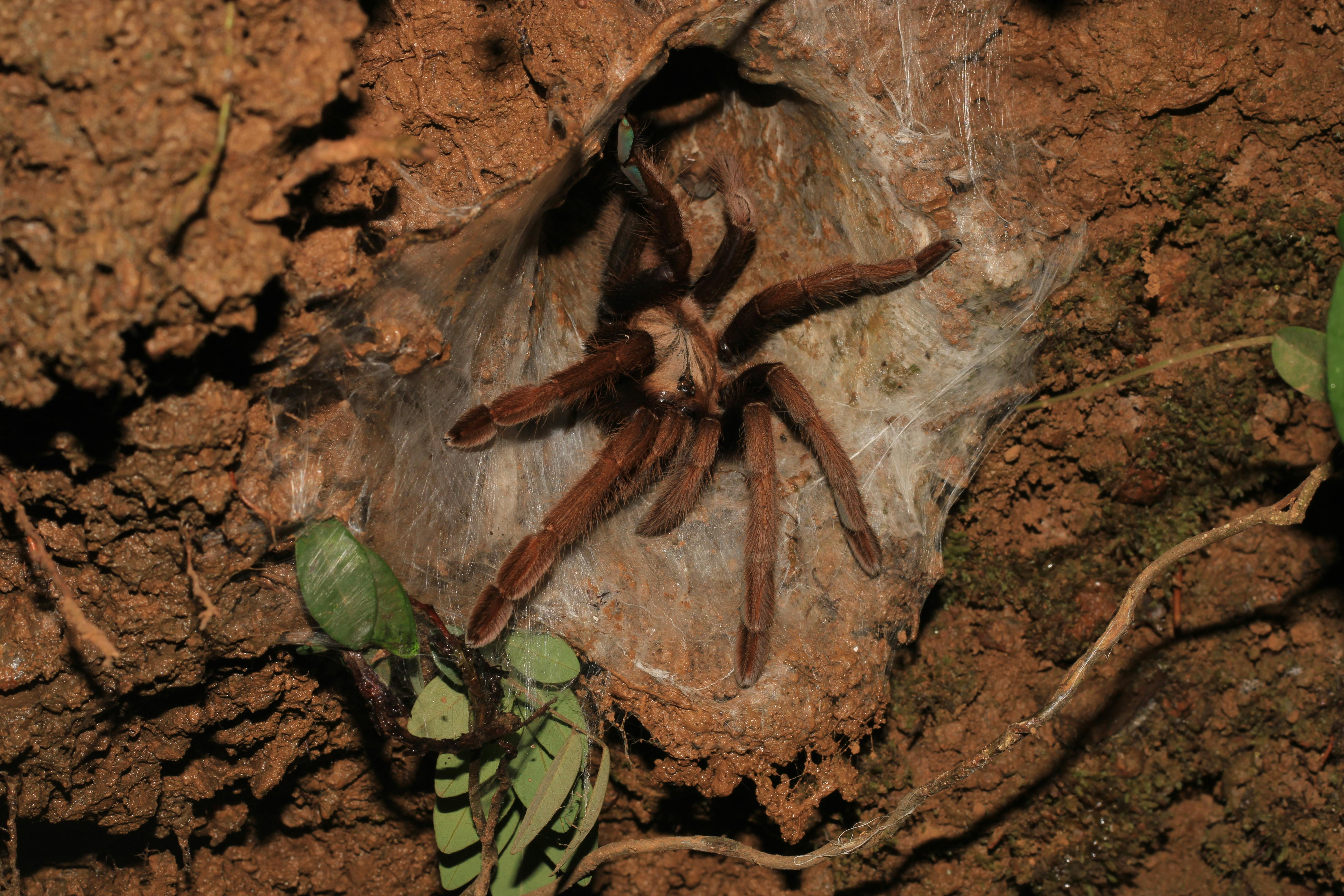 Tarantula in Burrow with Web in Audala, India · Free Stock Photo