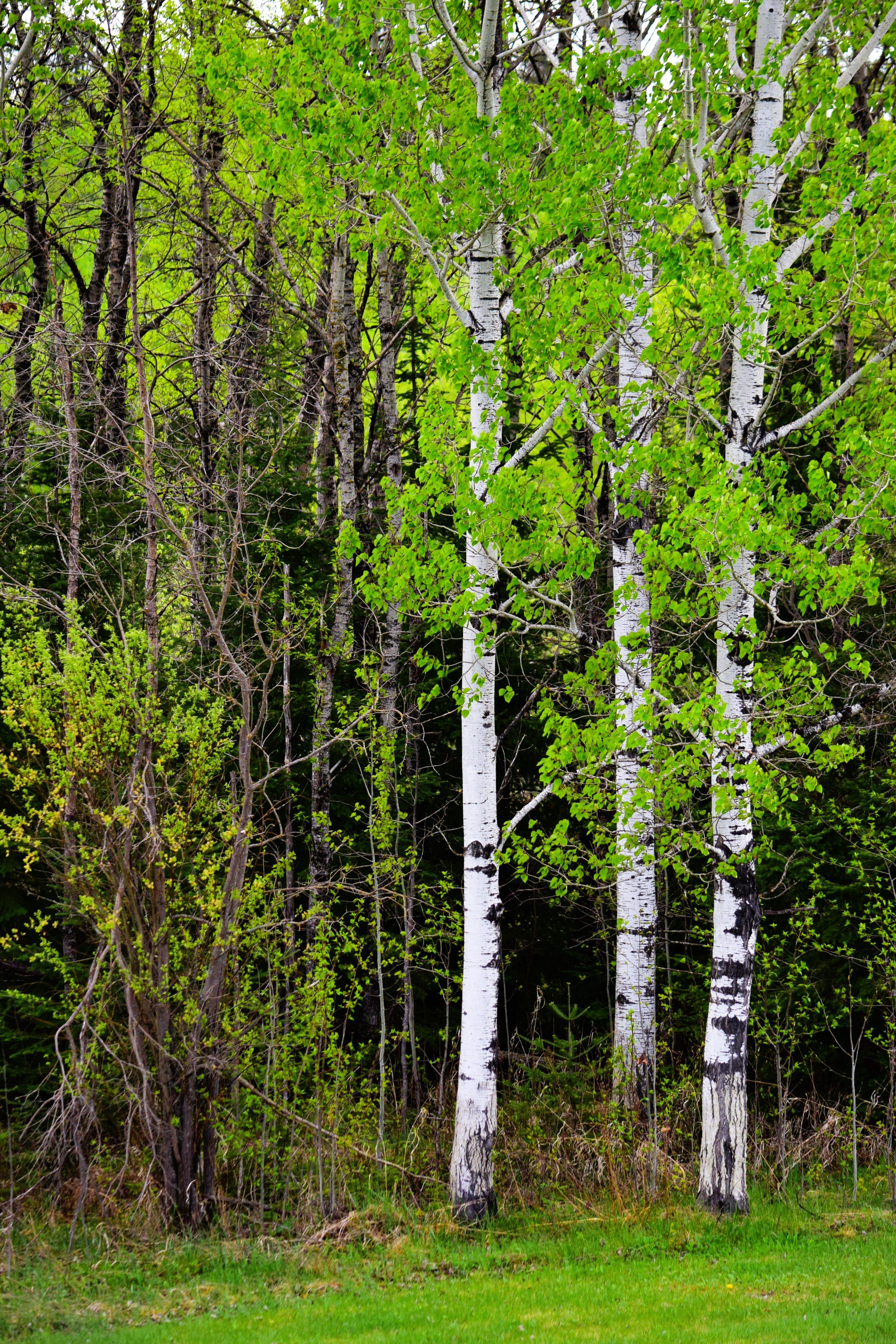 Vibrant Spring Birch Trees in Ontario Forest · Free Stock Photo