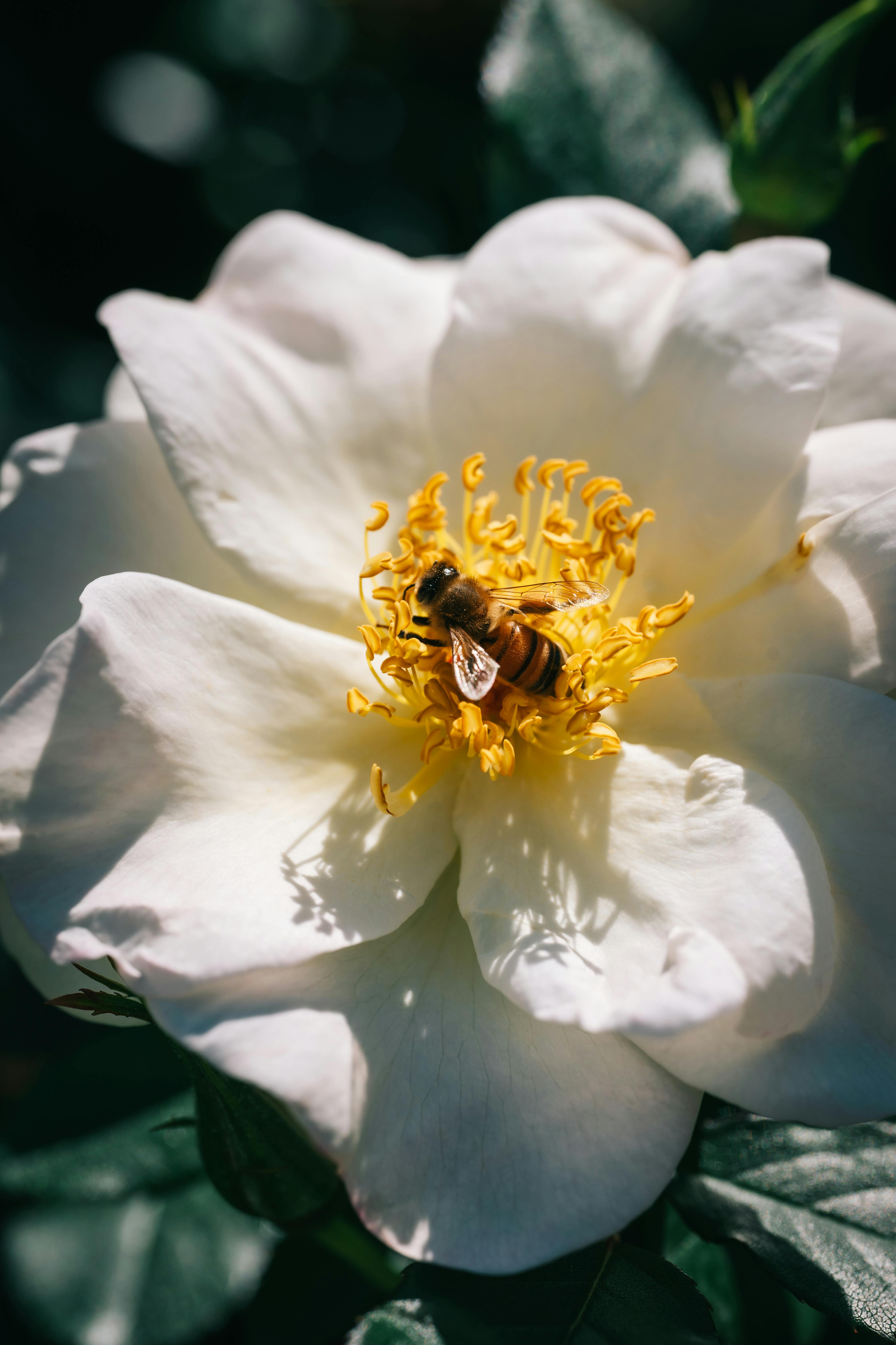 Bee Pollinating White Rose in Sunlit Garden · Free Stock Photo