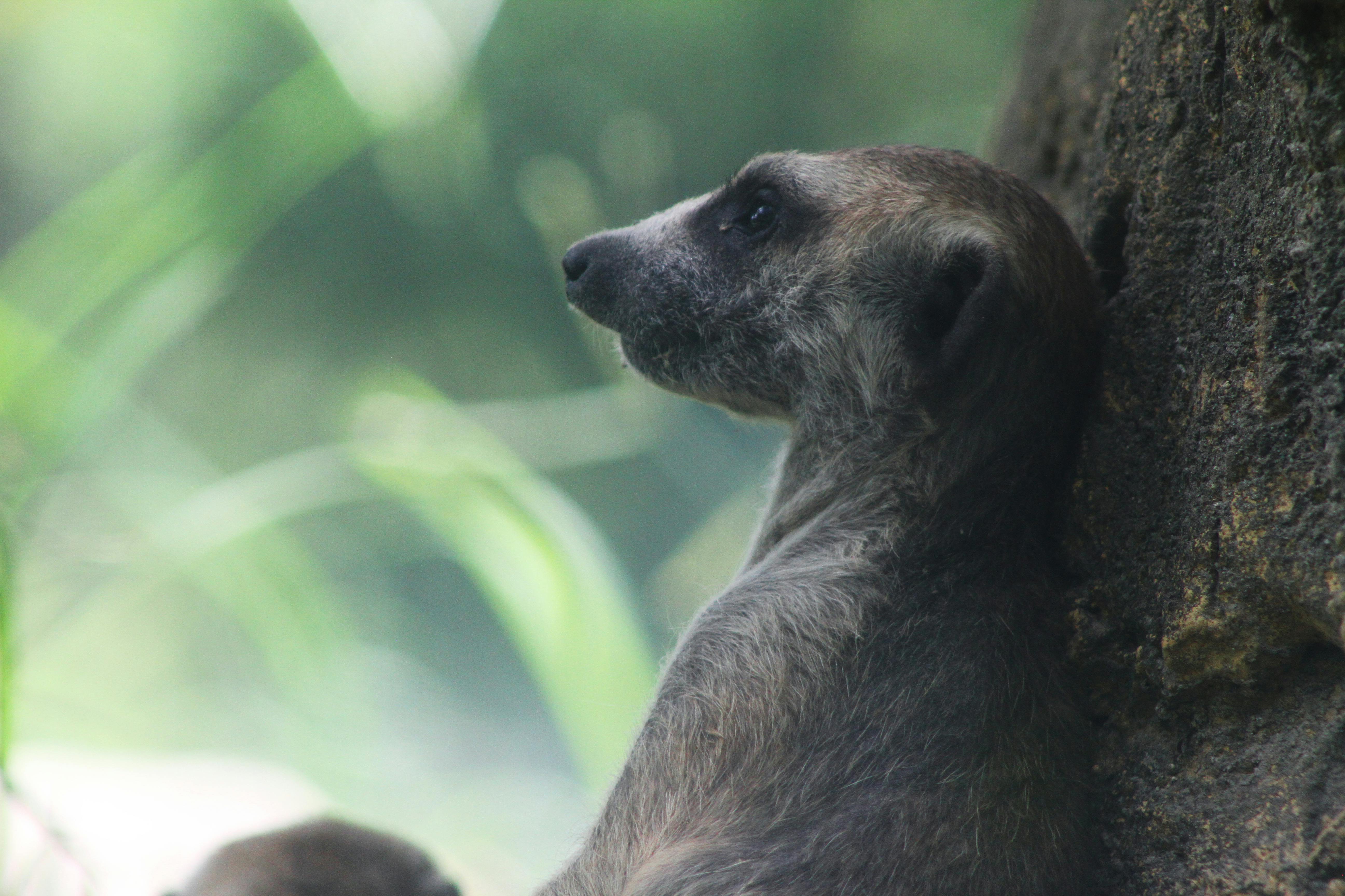 Endangered Animal Photos, Download The BEST Free Endangered Animal ...