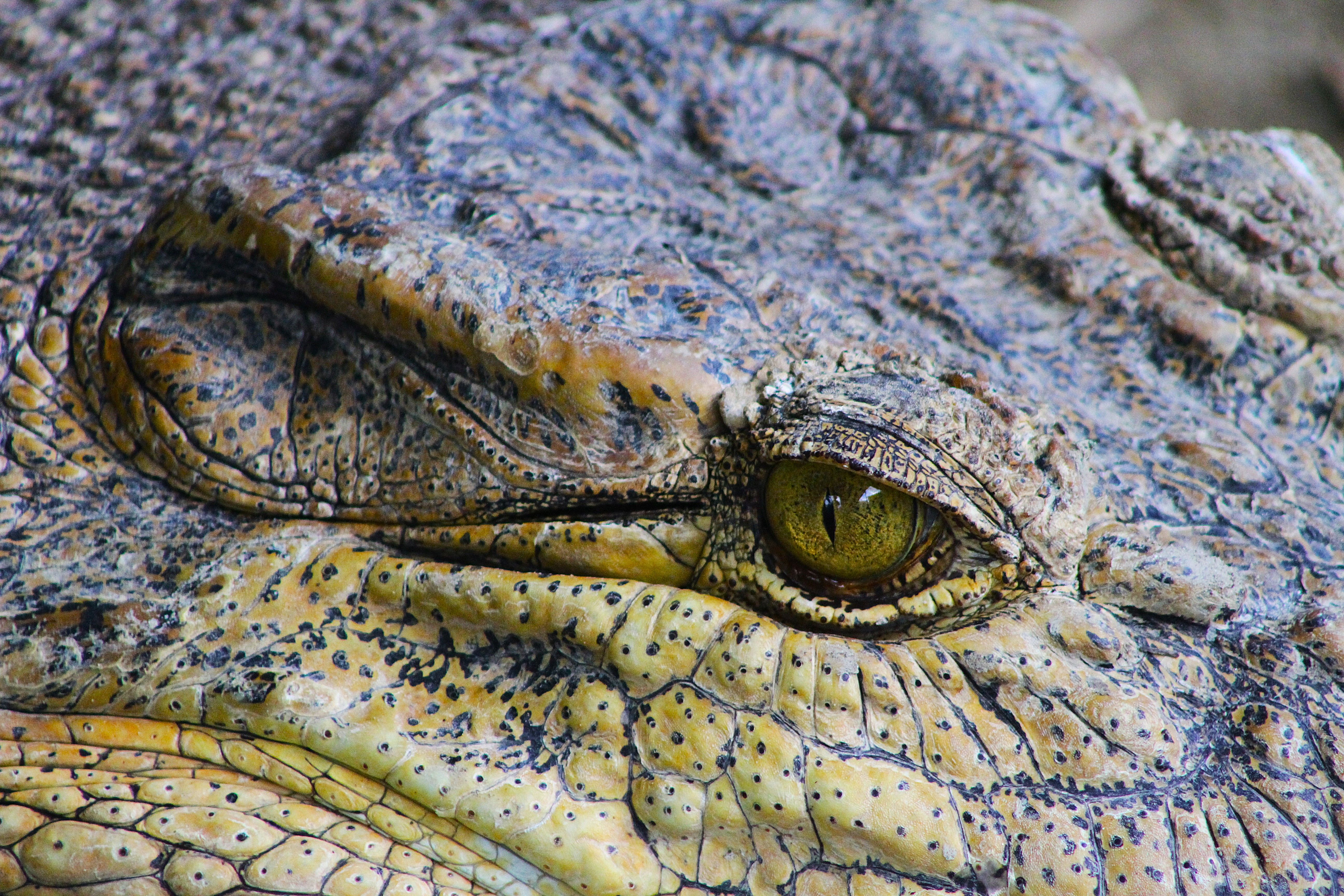 Close-up of a Crocodile Eye and Scales · Free Stock Photo