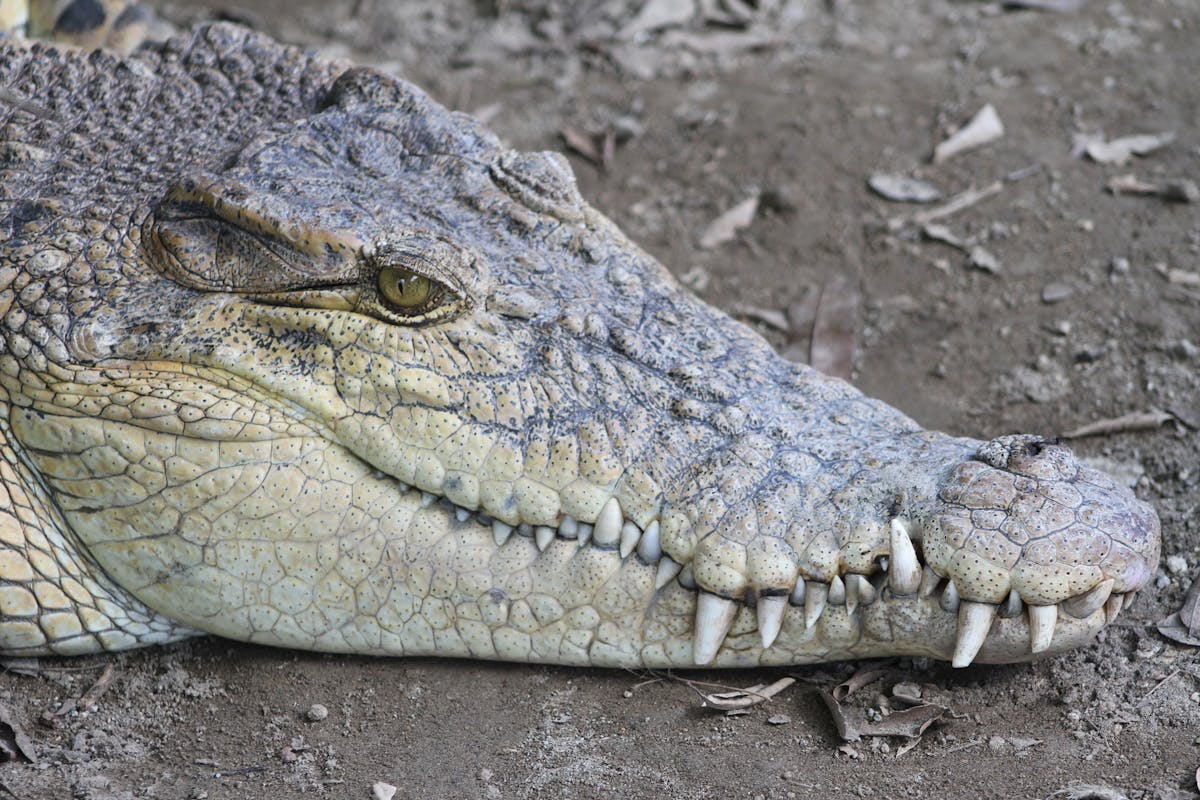 Bombardino Crocodile Photos, Download The BEST Free Bombardino ...