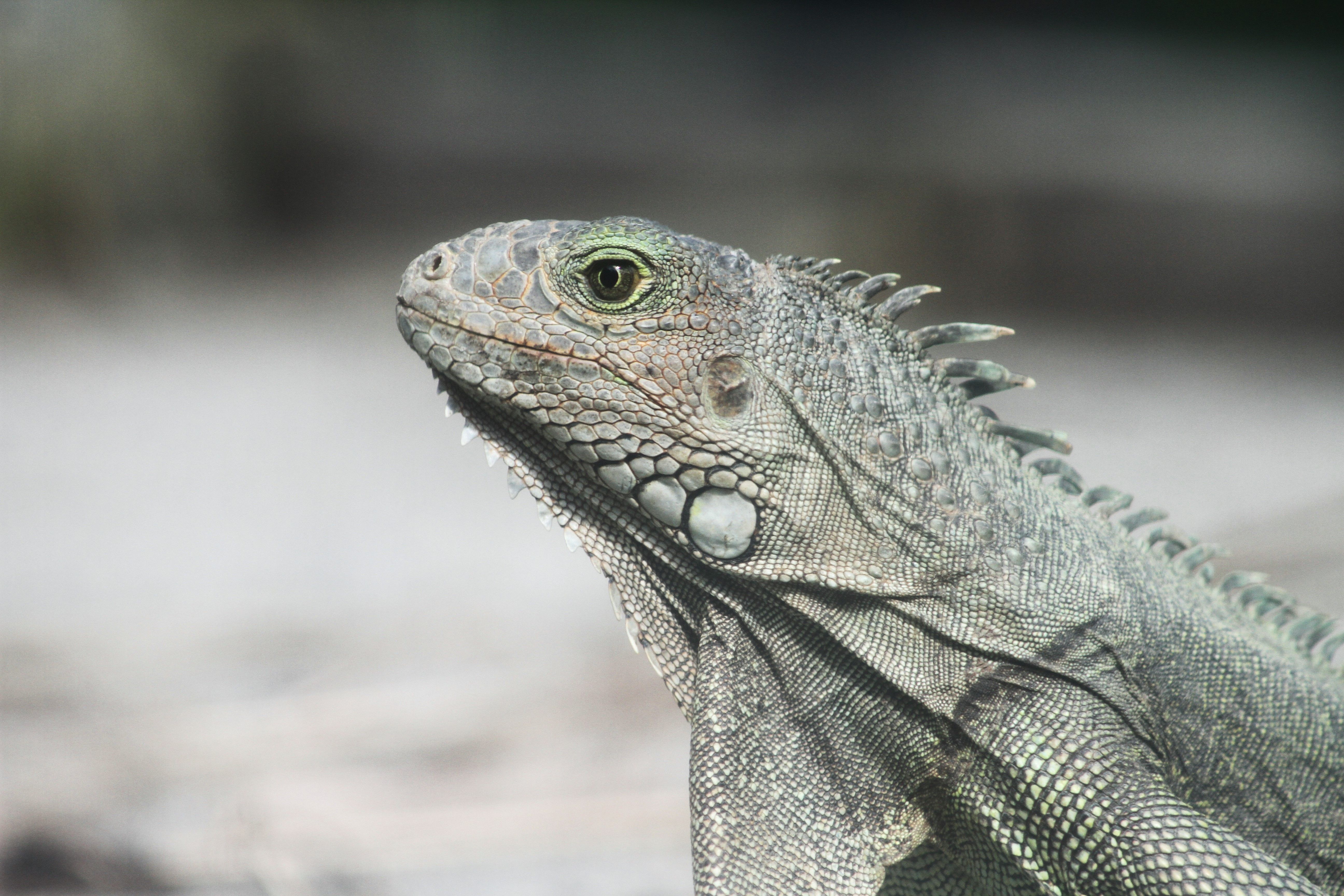Close-up of a Green Iguana in Natural Habitat · Free Stock Photo