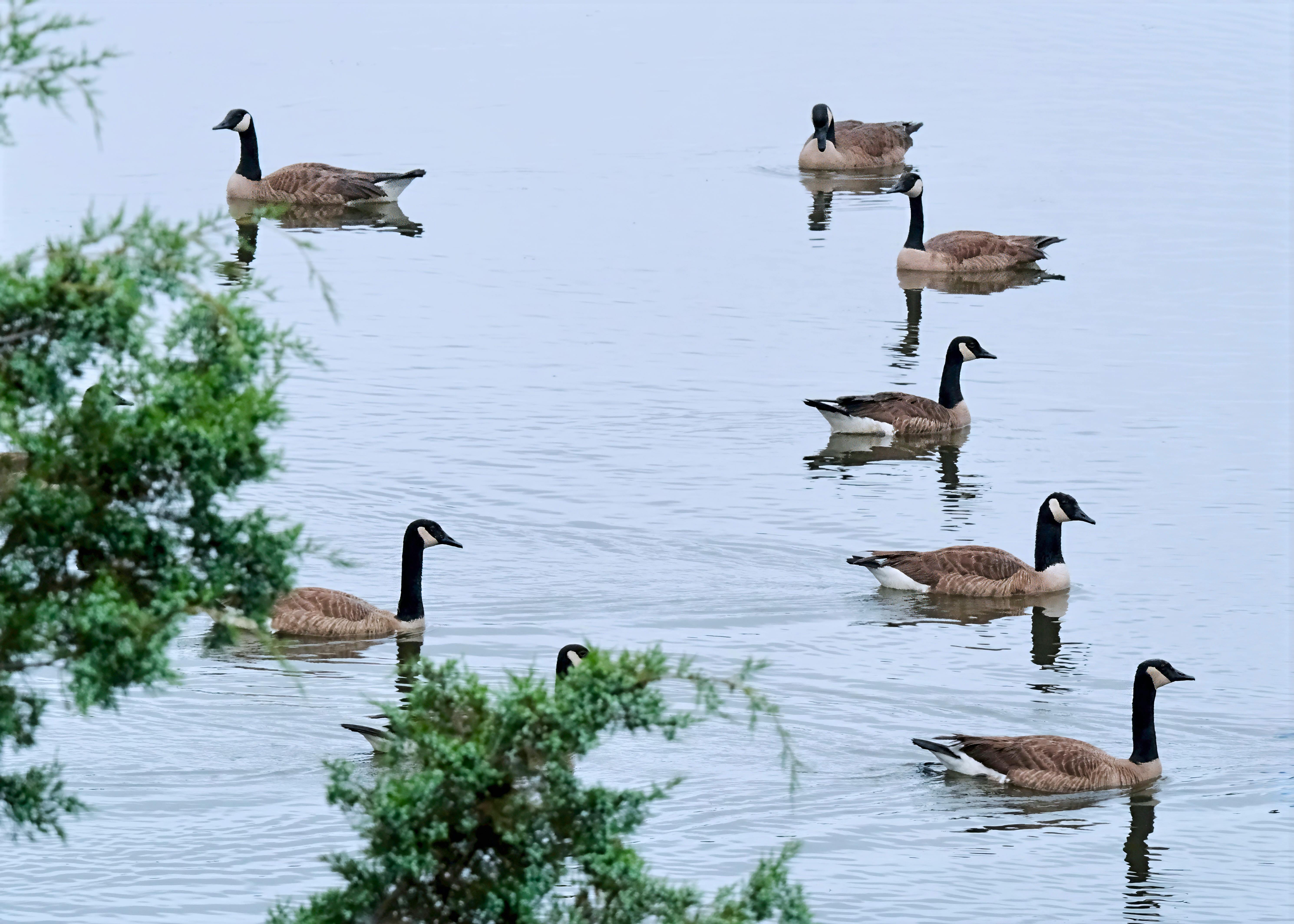 Geese Photos, Download The BEST Free Geese Stock Photos & HD Images