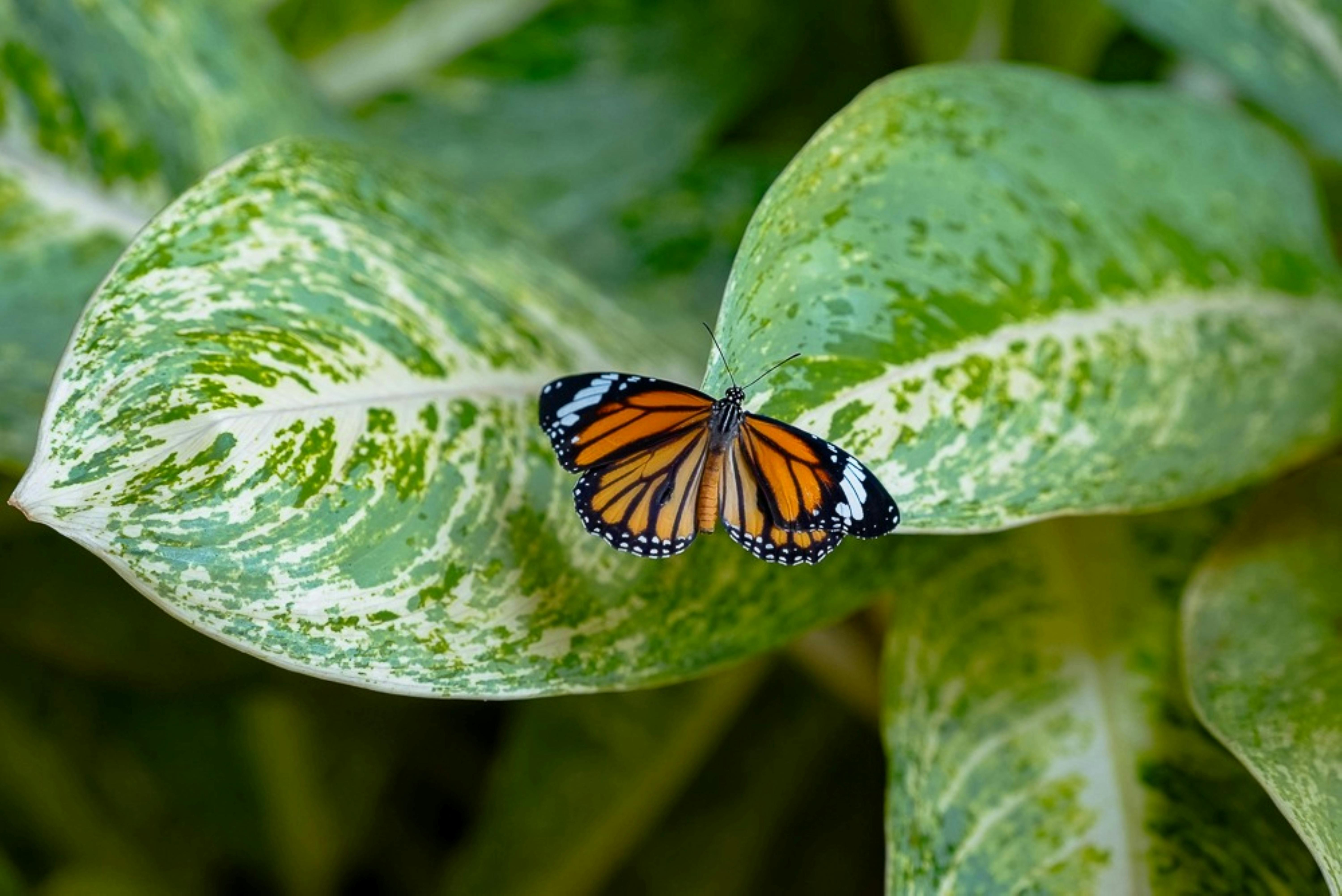 Conservation Photos, Download The BEST Free Conservation Stock Photos ...