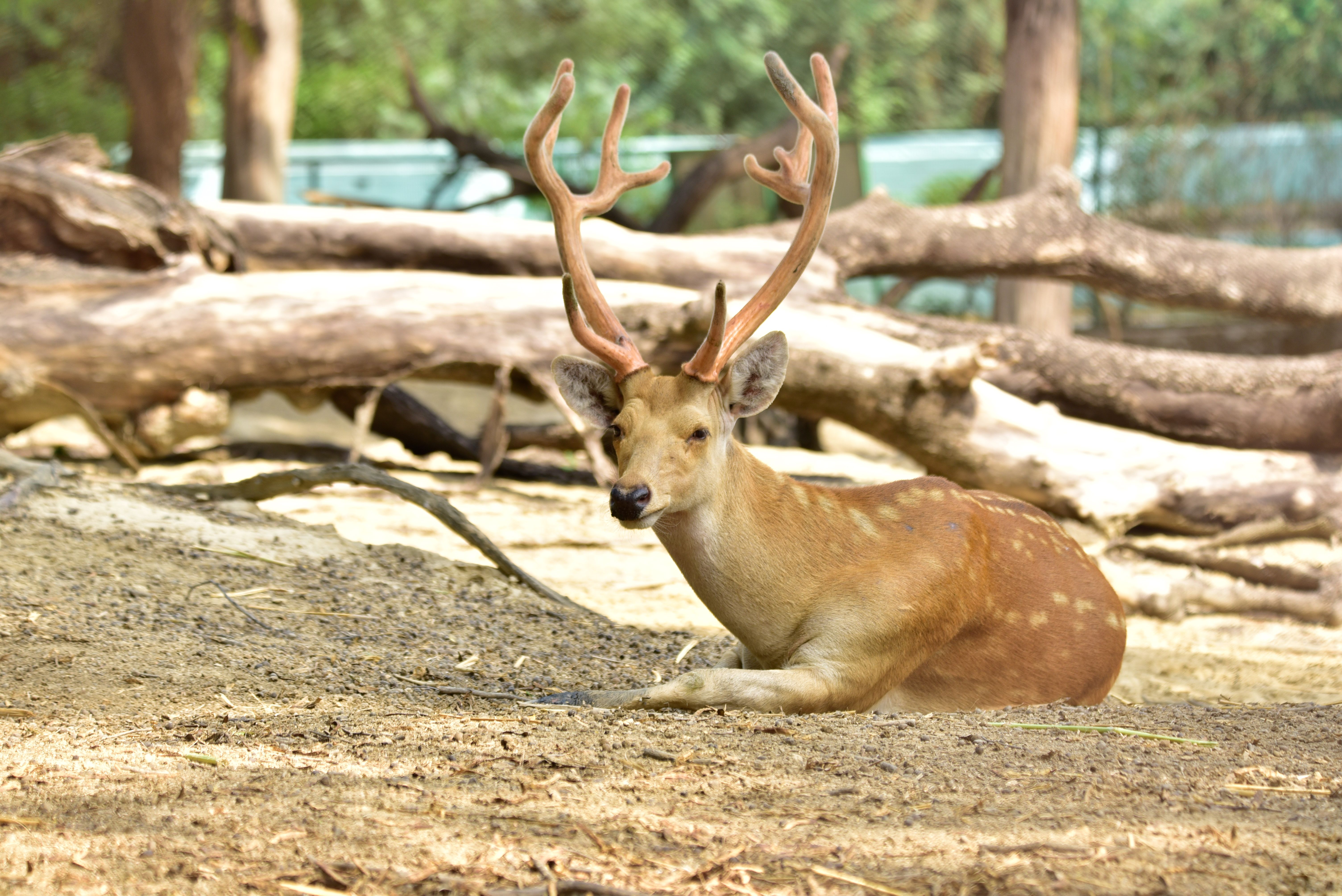 Resting Spotted Deer in Natural Habitat · Free Stock Photo