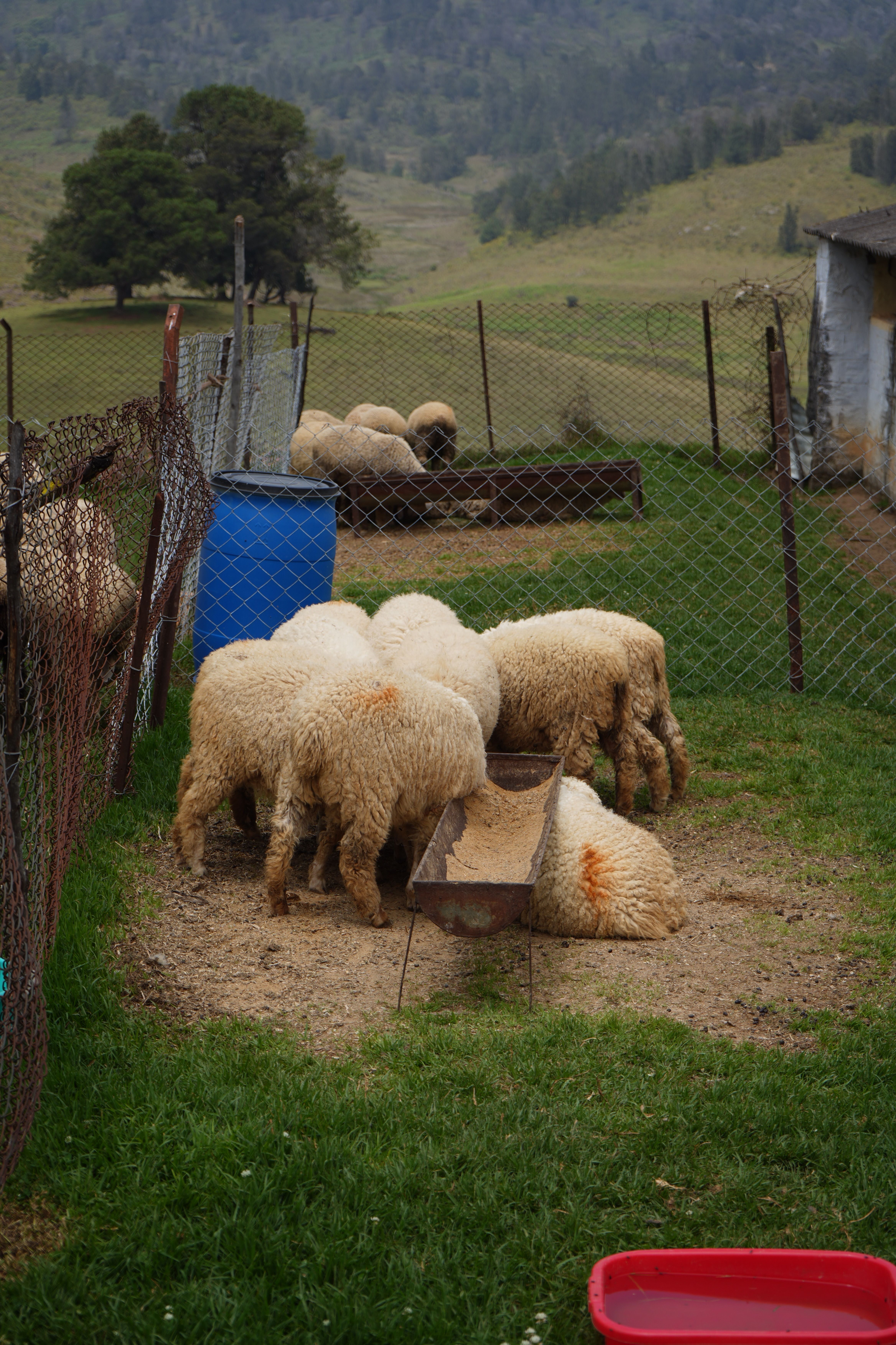 Animals On The Side Photos, Download The BEST Free Animals On The Side ...