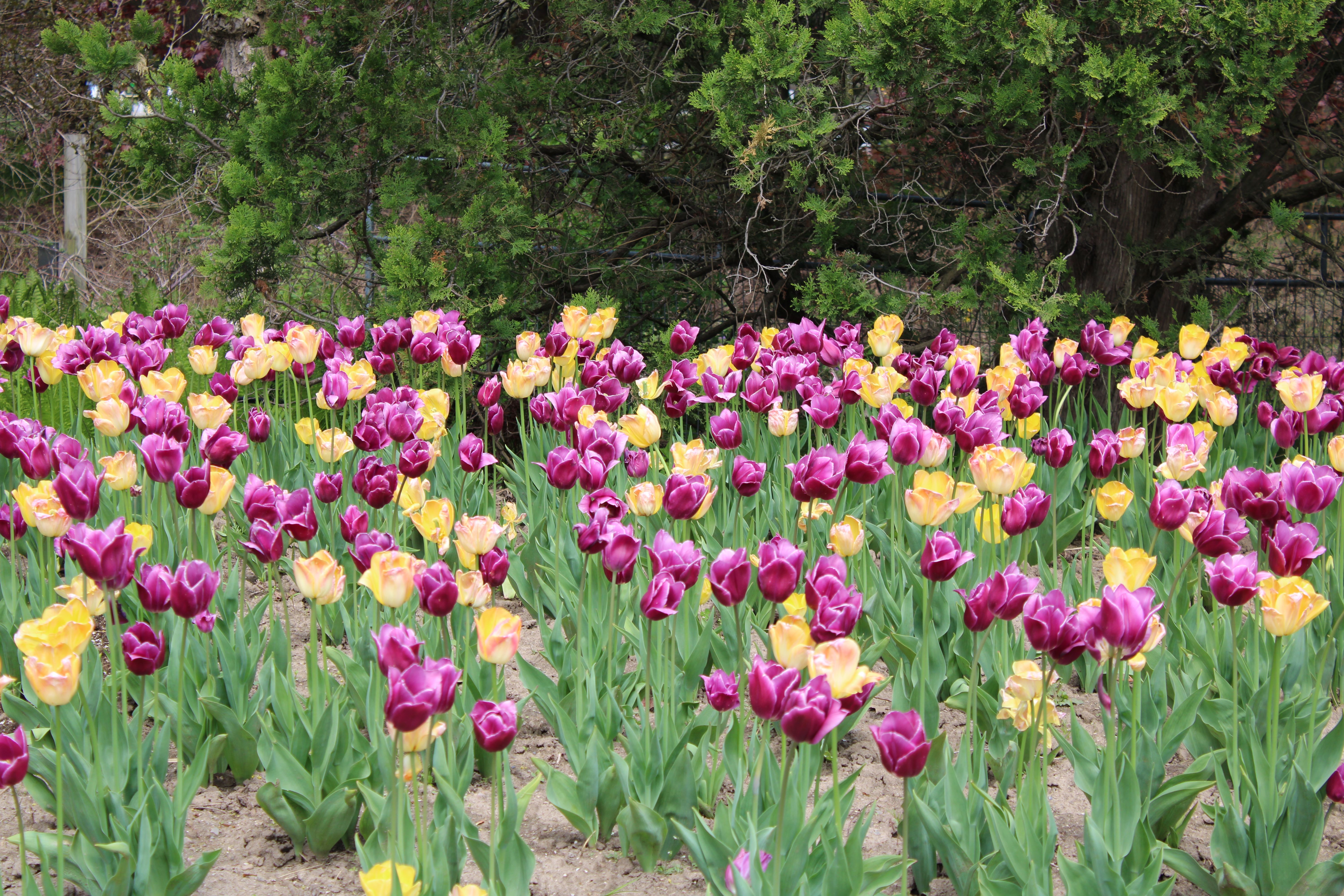 Colorful Tulip Field in Bloom at Niagara Falls · Free Stock Photo