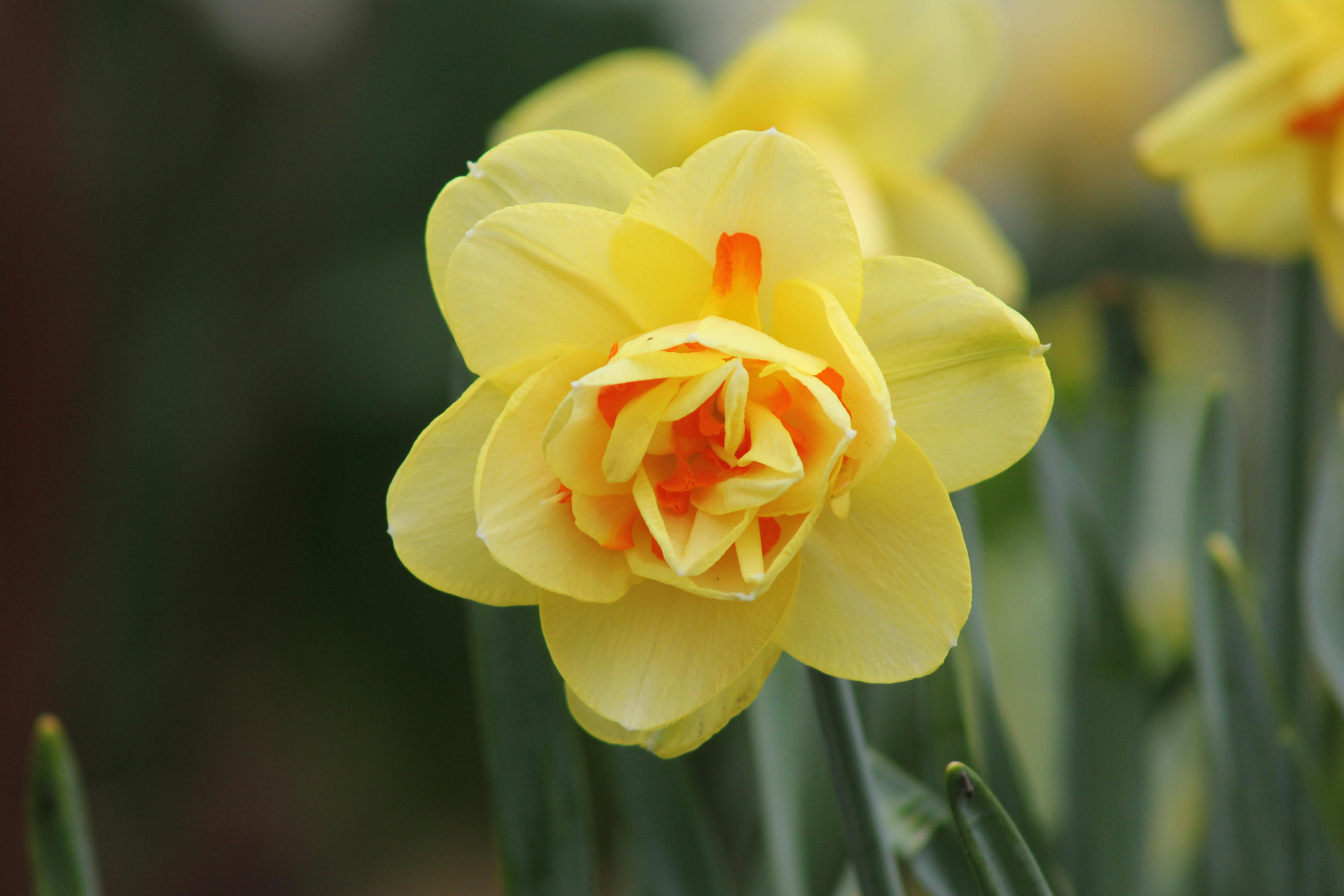 Daffodil Photos, Download The BEST Free Daffodil Stock Photos & HD Images