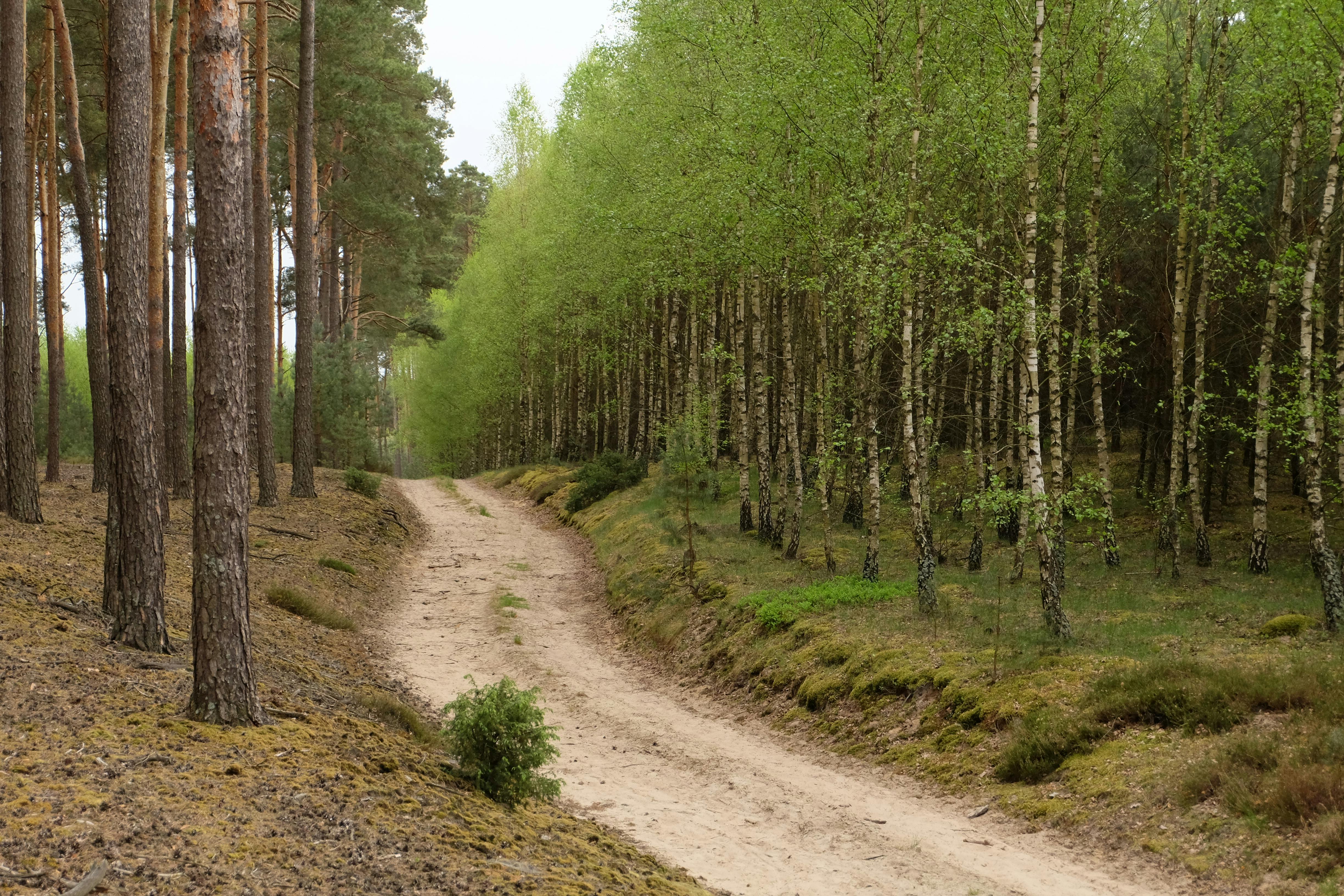 Serene Forest Path in Spring Birch Woods · Free Stock Photo