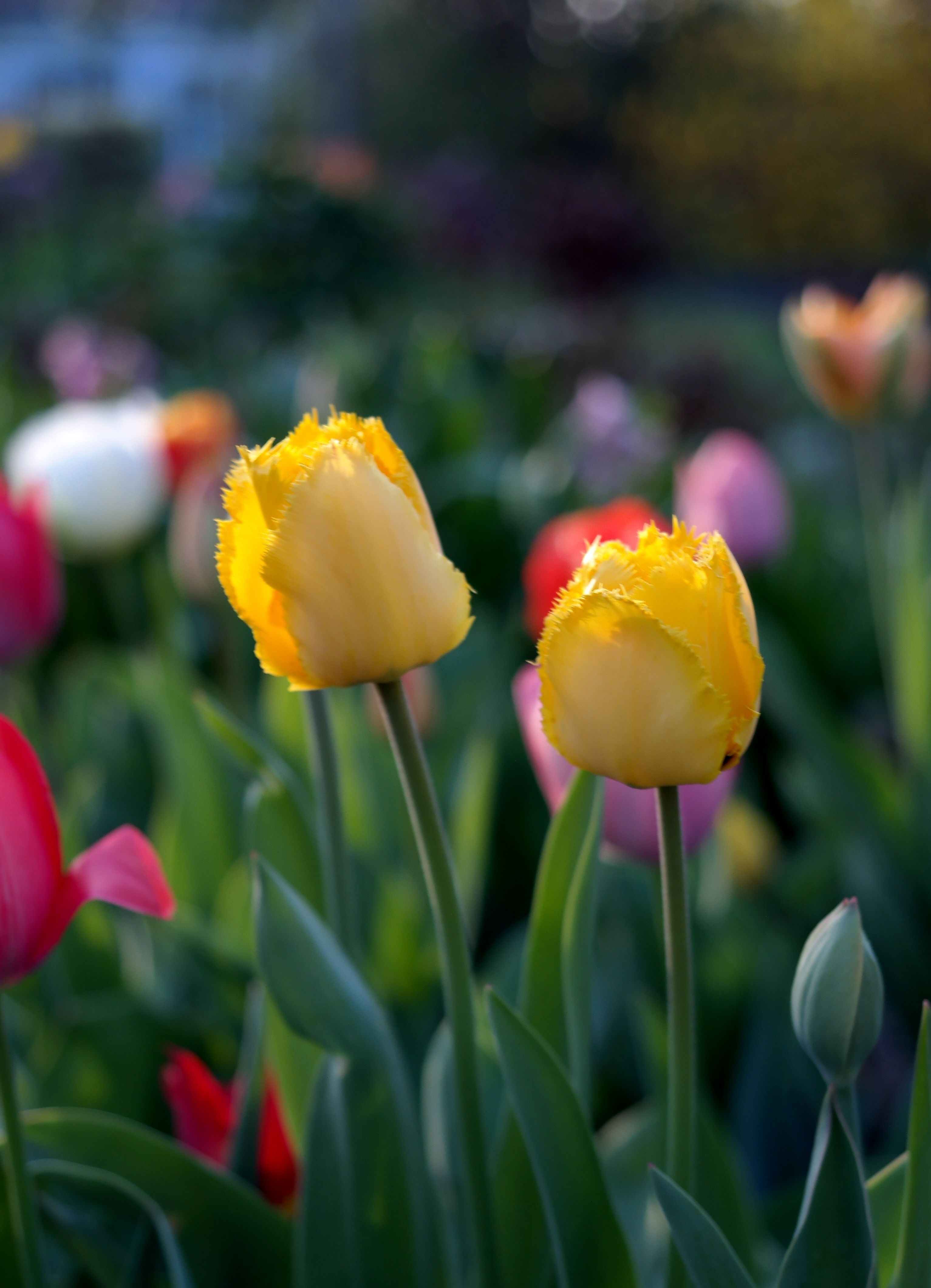 Yellow Tulips Flowers Photos, Download The BEST Free Yellow Tulips ...