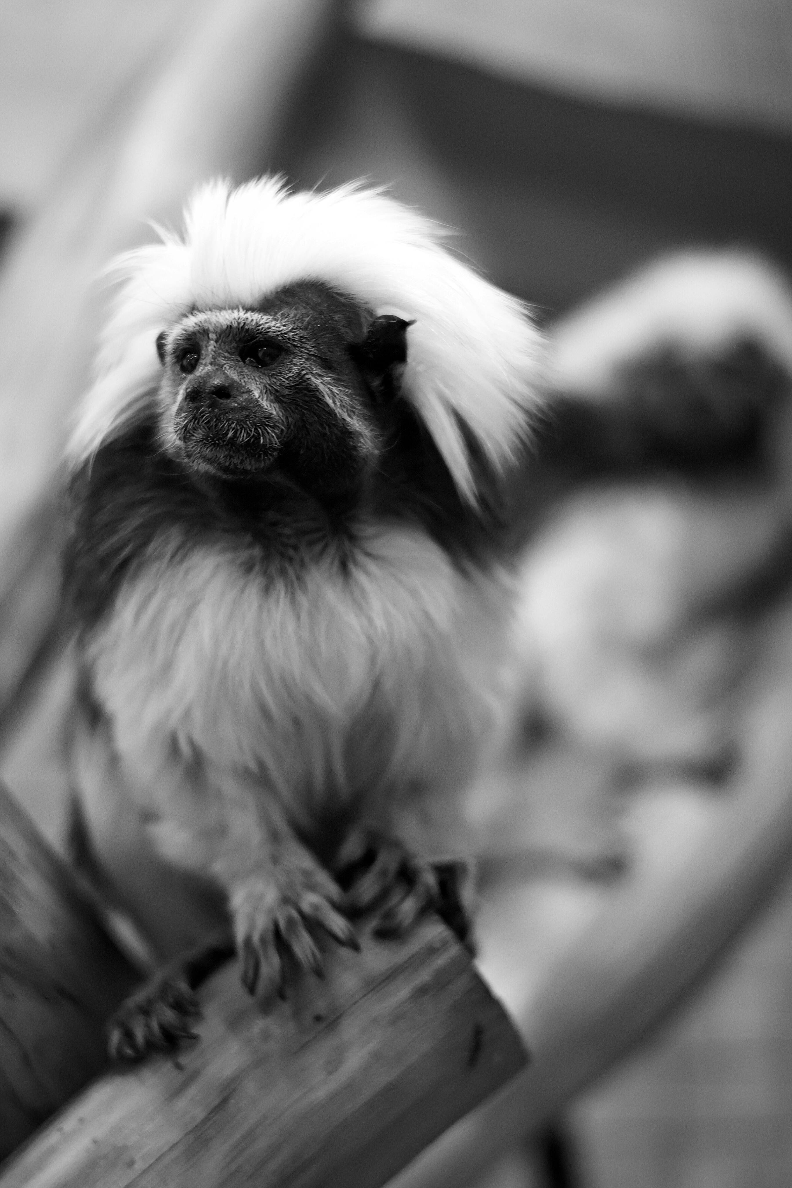 Goofy Monkey Photos, Download The BEST Free Goofy Monkey Stock Photos ...