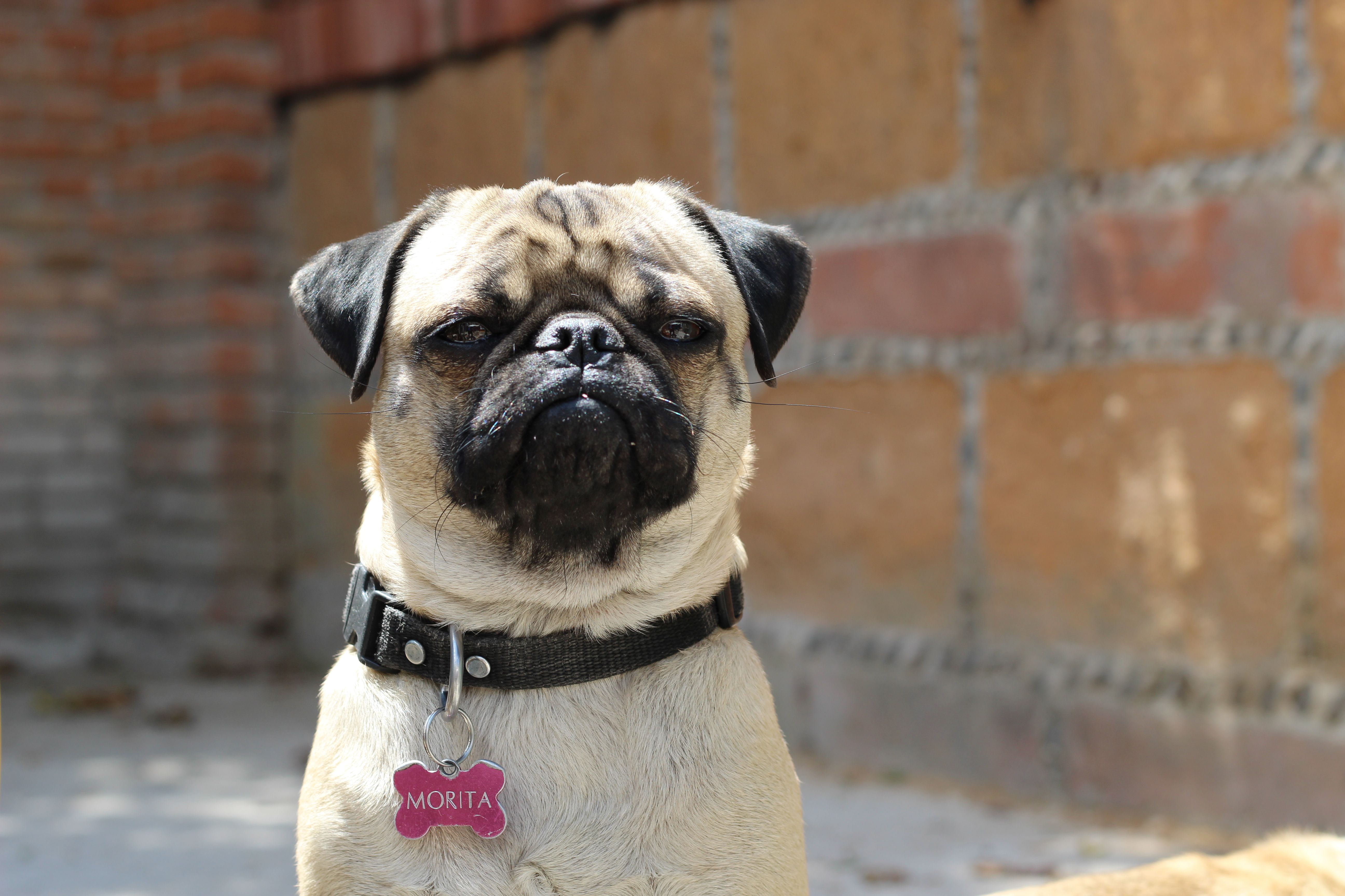 Charming Pug Dog Sitting Against Brick Wall · Free Stock Photo