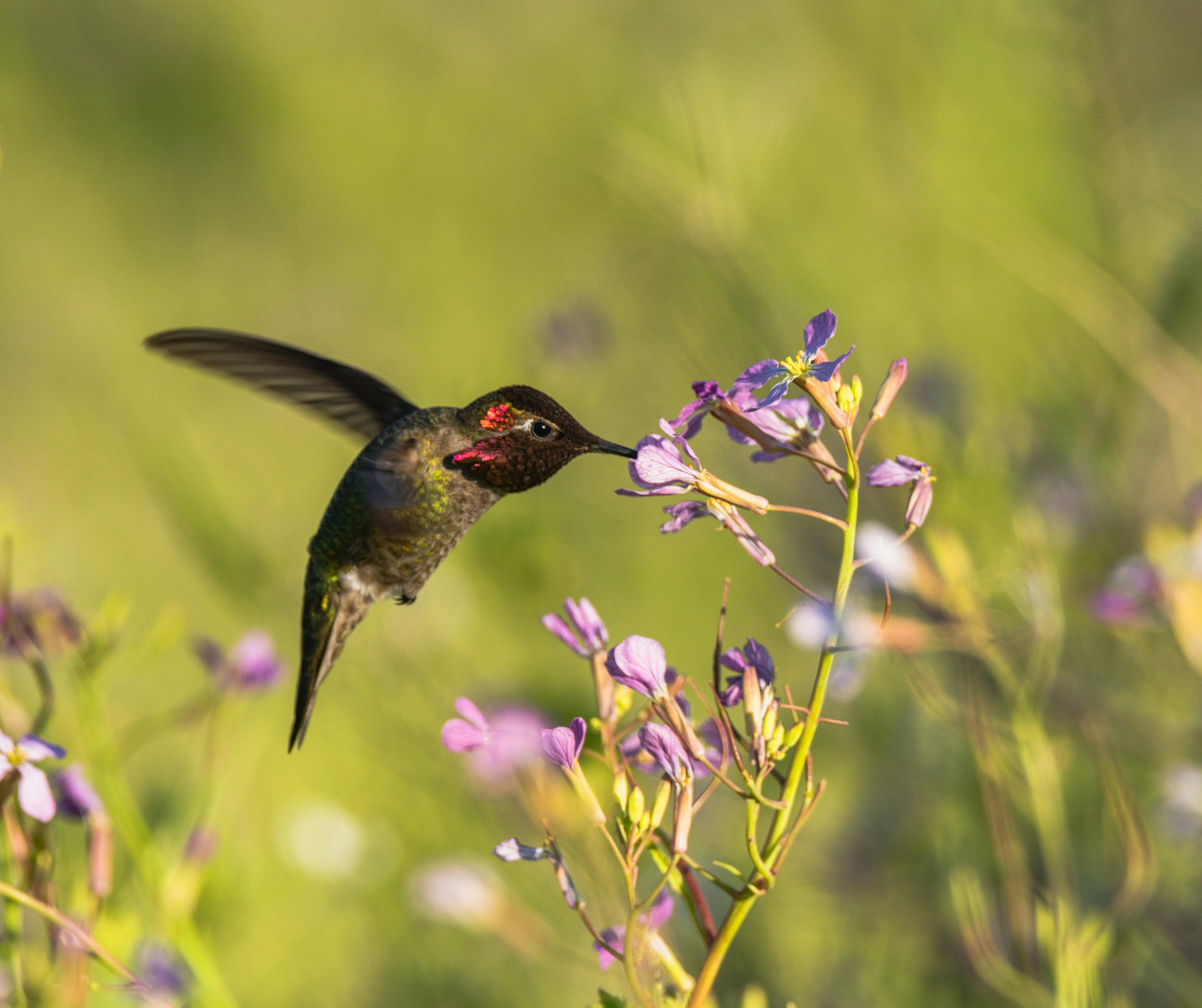 Close-Up Photo of Hummingbird Near Flowers · Free Stock Photo