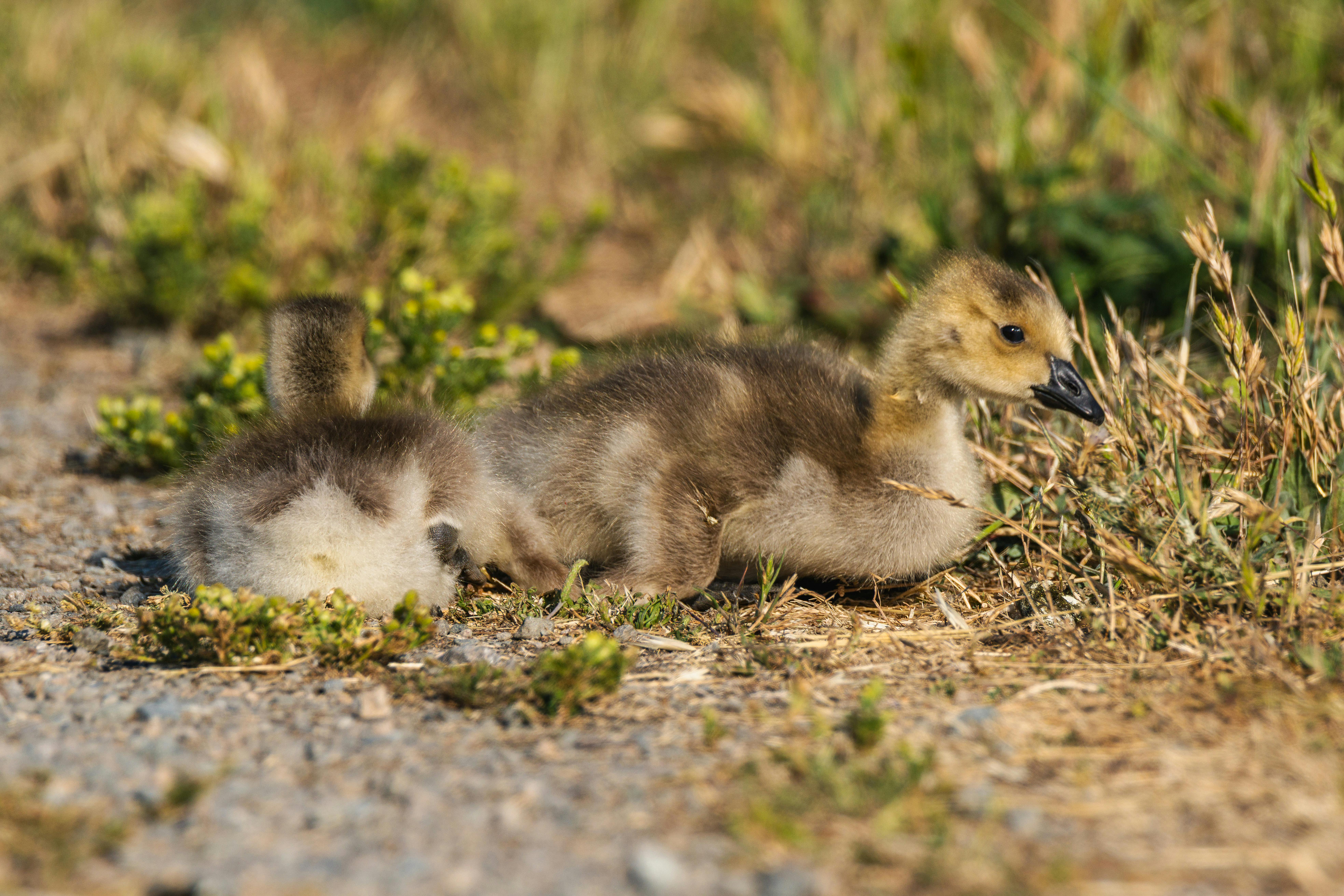 Cute Goslings Resting on a Spring Day Outdoors · Free Stock Photo