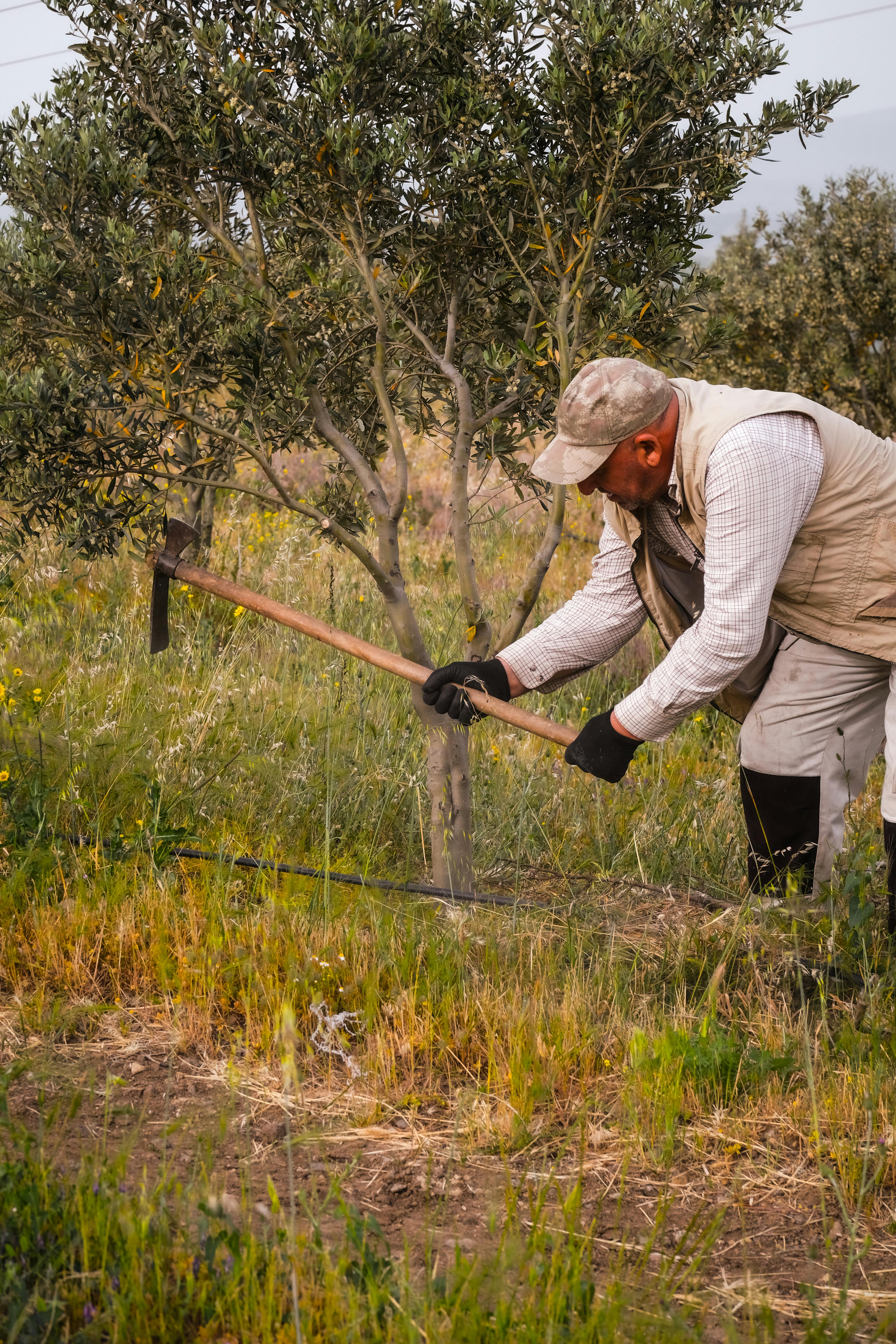 Tree Branches Olive Photos, Download The BEST Free Tree Branches Olive Stock Photos & HD Images