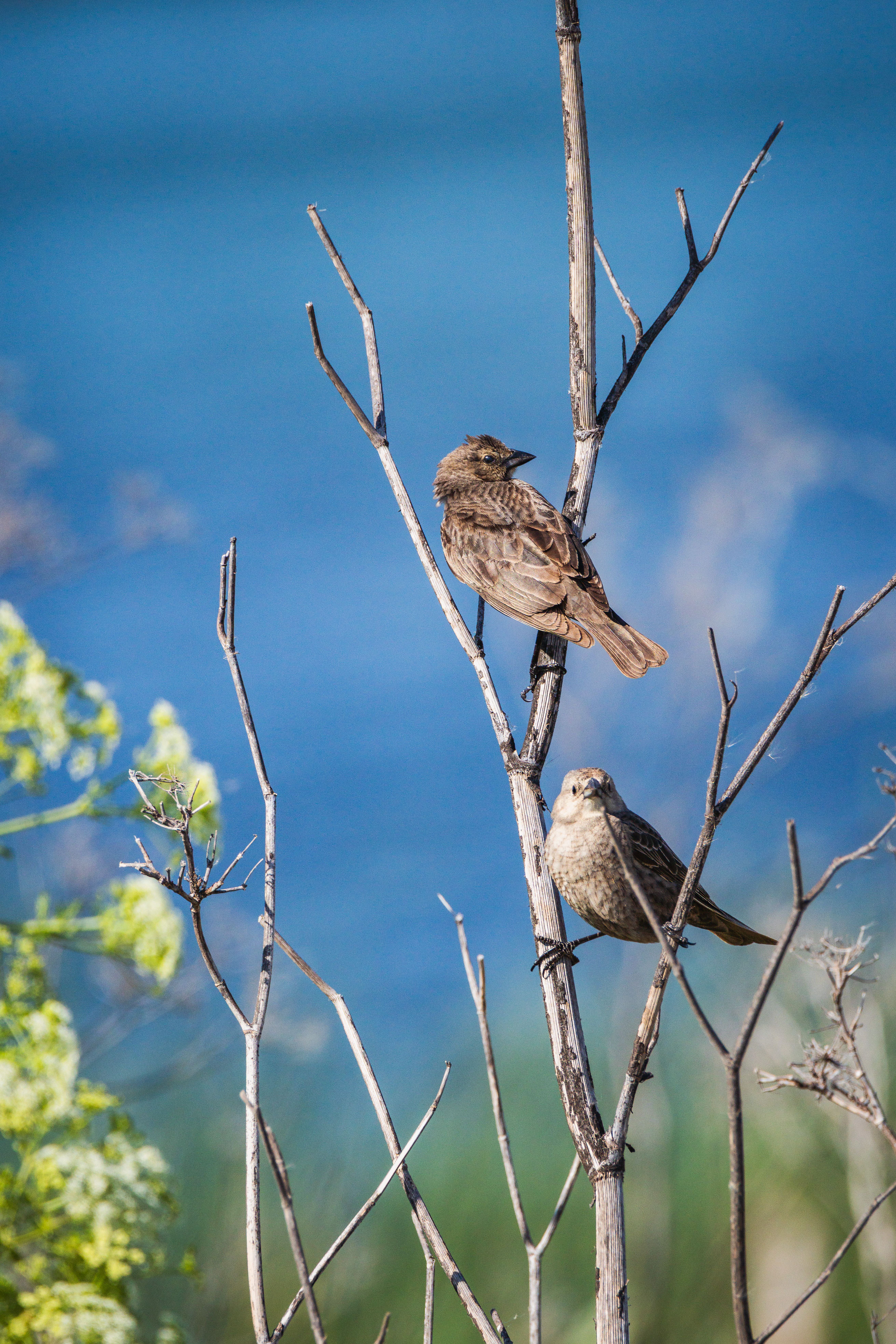 Two Birds Perched on Bare Branches Against Blue Sky · Free Stock Photo