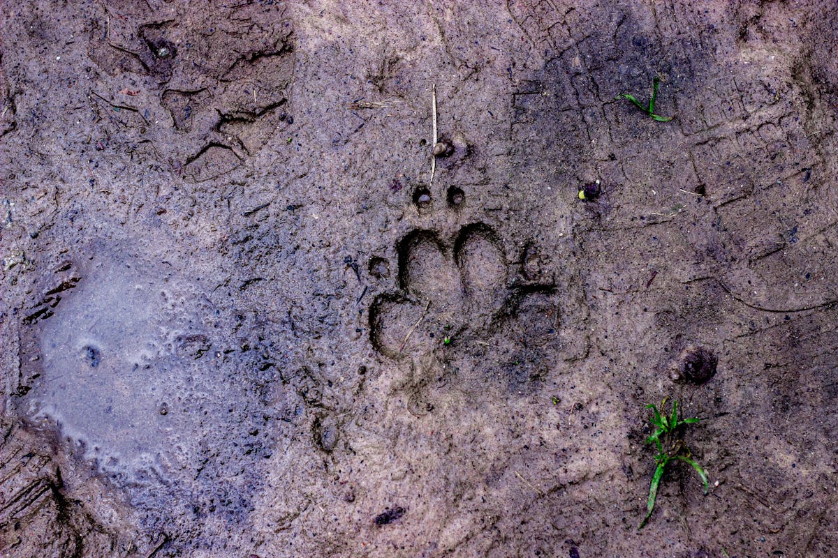 Animal Paw Prints Photos, Download The BEST Free Animal Paw Prints ...