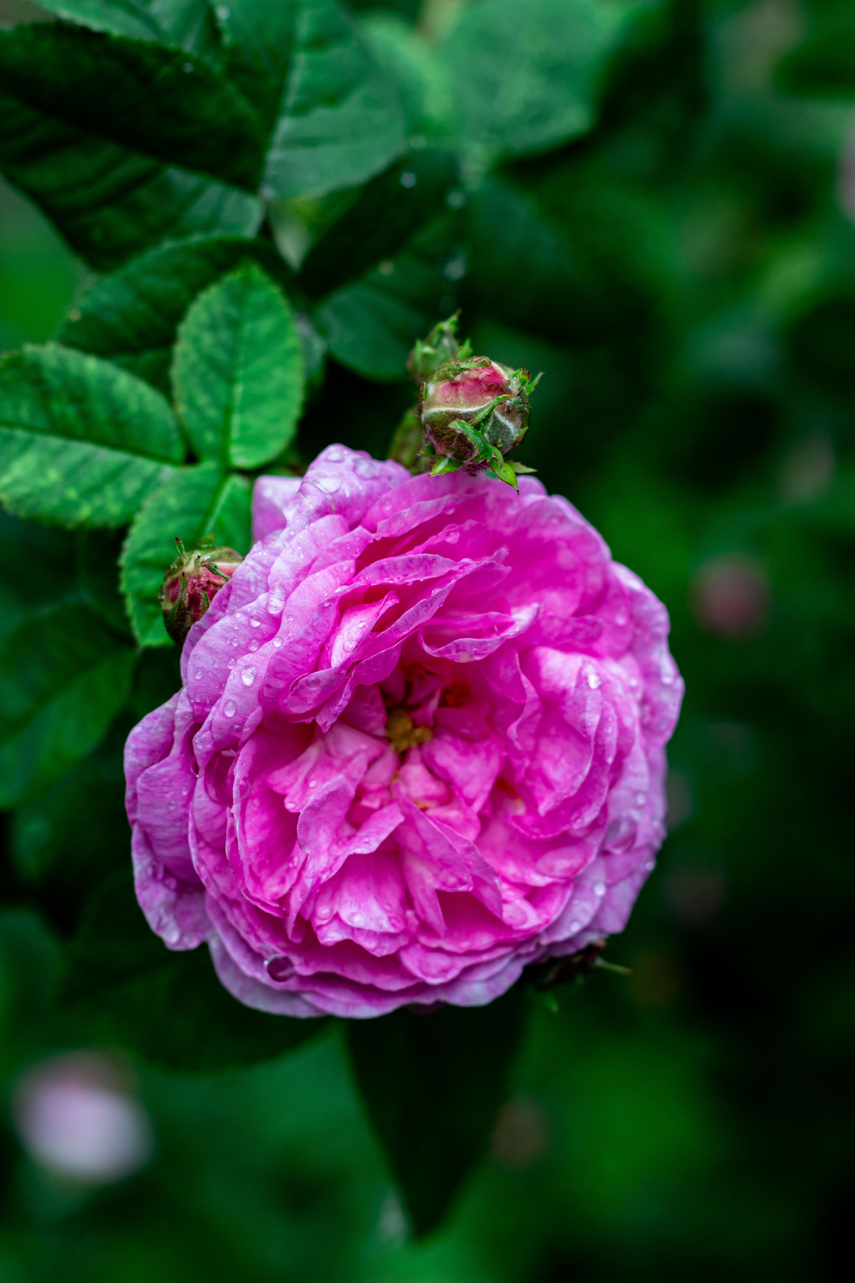Close-up of a Vibrant Pink Rosa Damascena Flower · Free Stock Photo