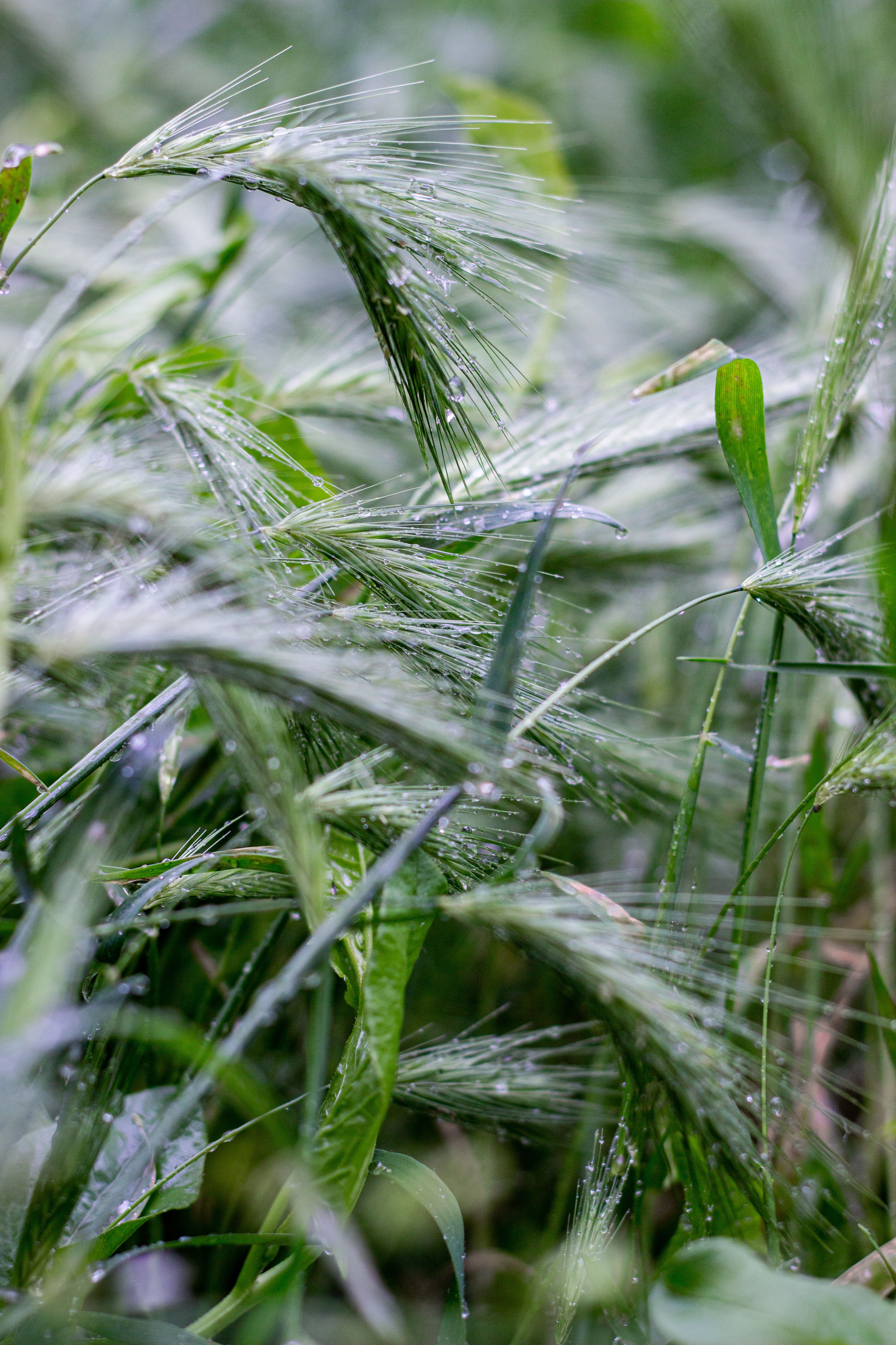 Close-up of Dew-Covered Green Barley Grass · Free Stock Photo