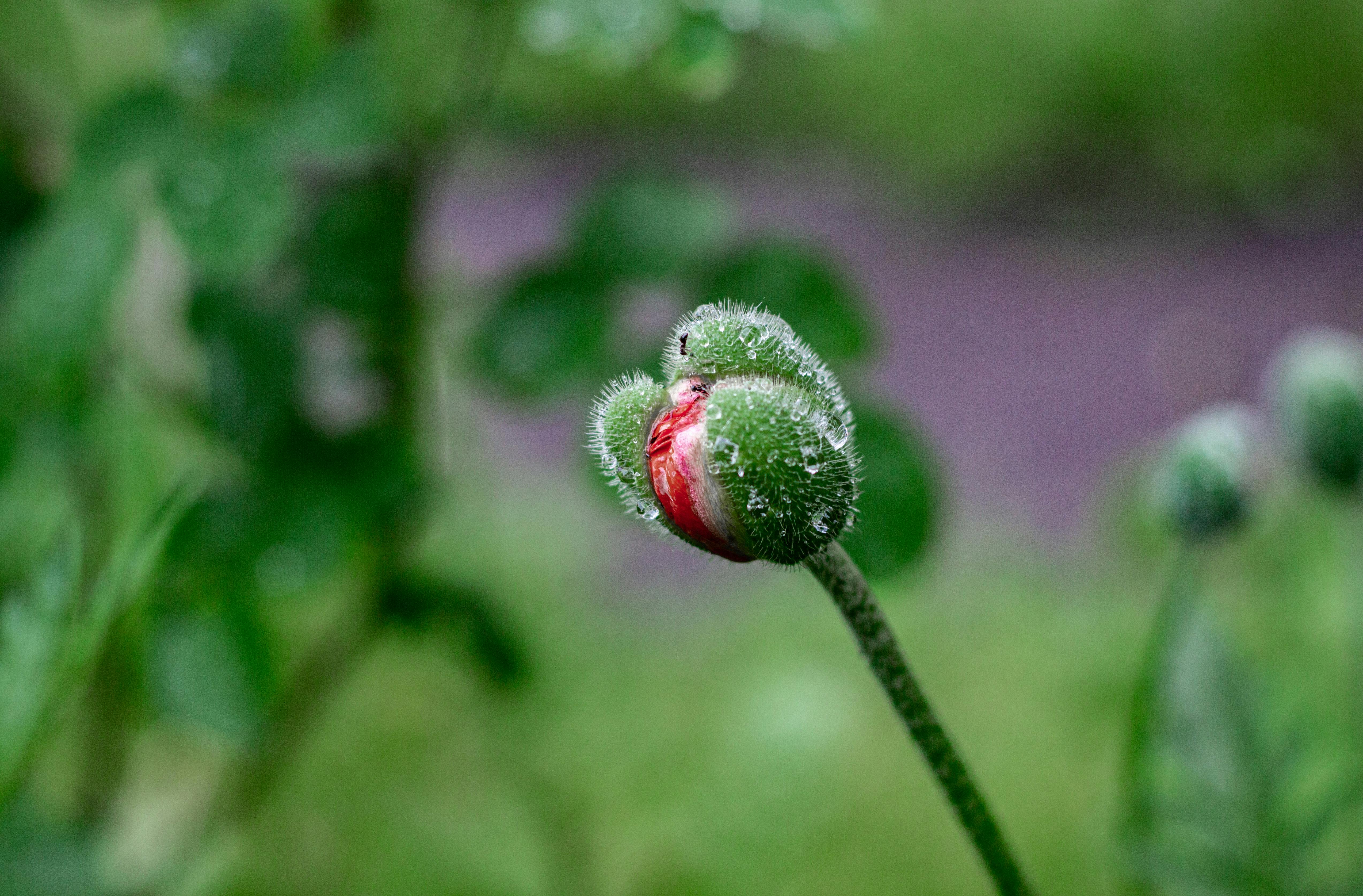 Red Environment Photos, Download The BEST Free Red Environment Stock ...