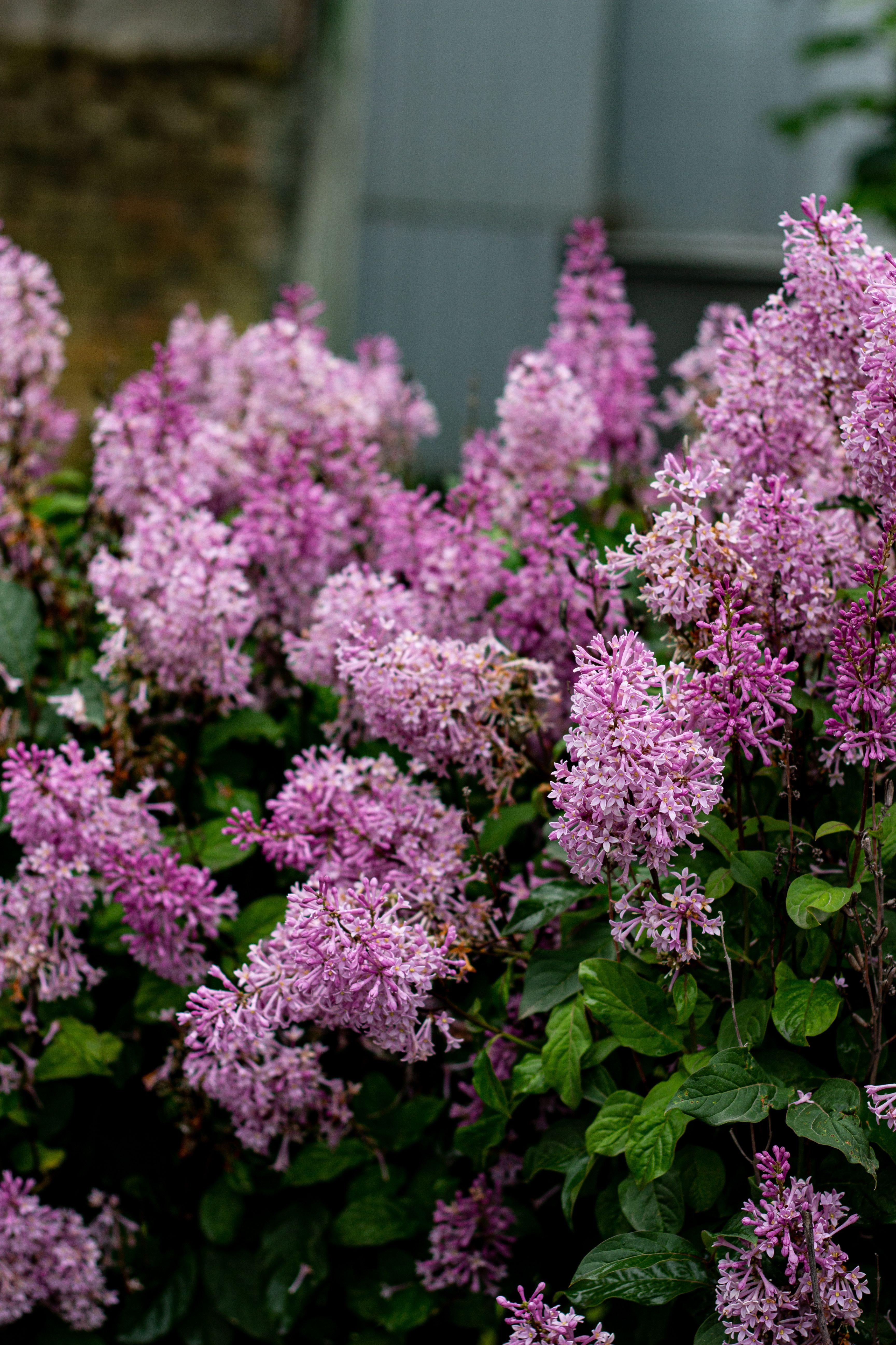 Vibrant Lilac Bush in Full Bloom Outdoors · Free Stock Photo