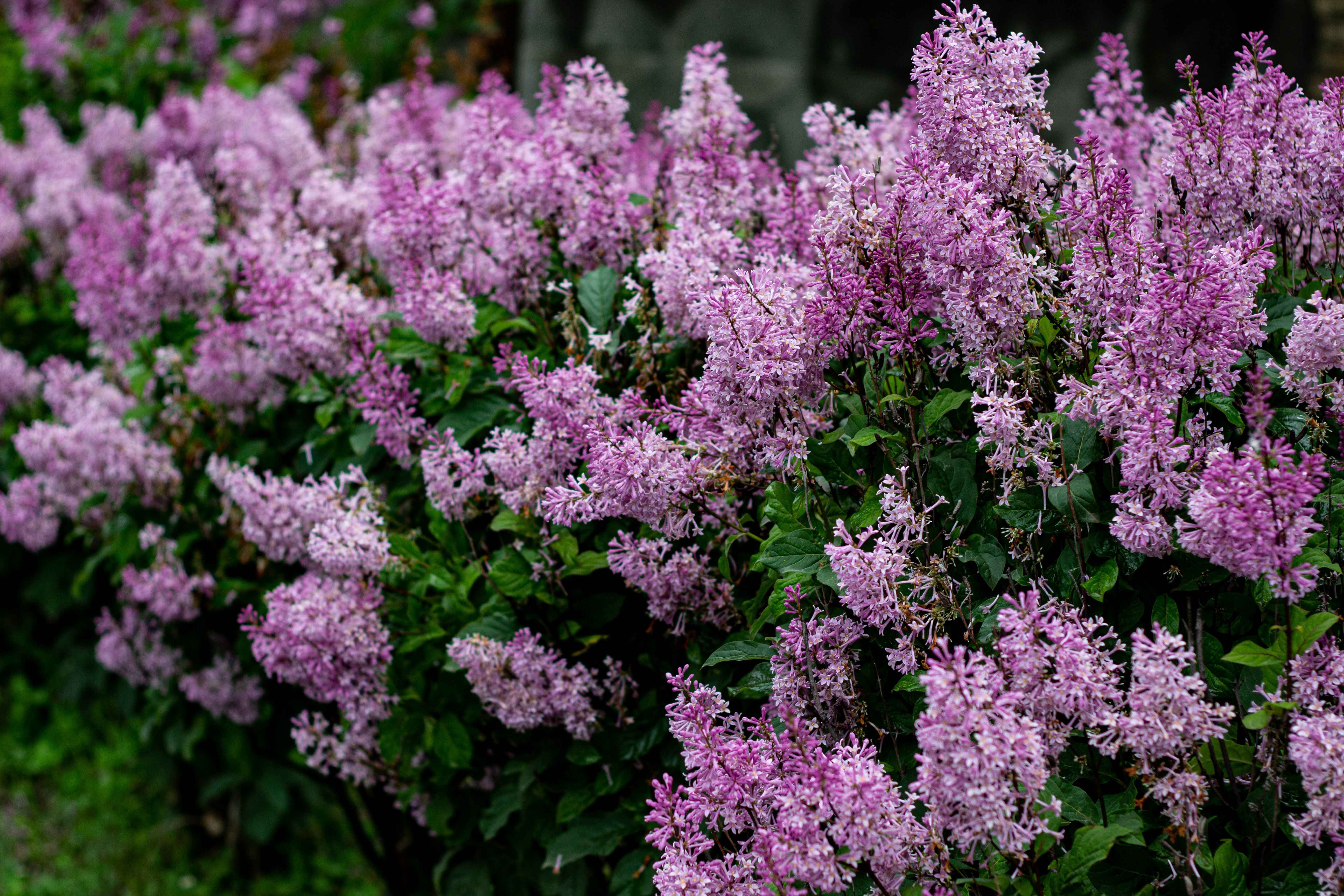 Vibrant Spring Lilac Bushes in Bloom · Free Stock Photo