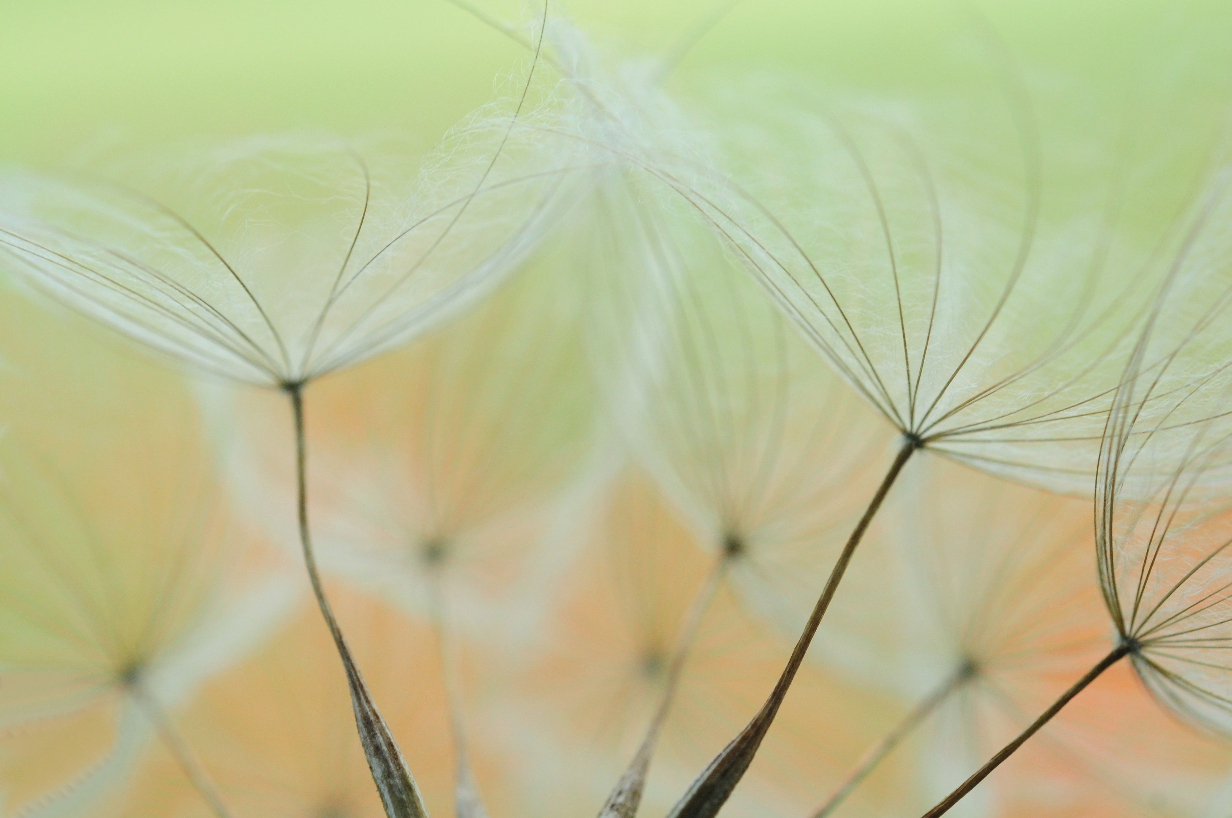 Light Toned Background Photos, Download The BEST Free Light Toned ...