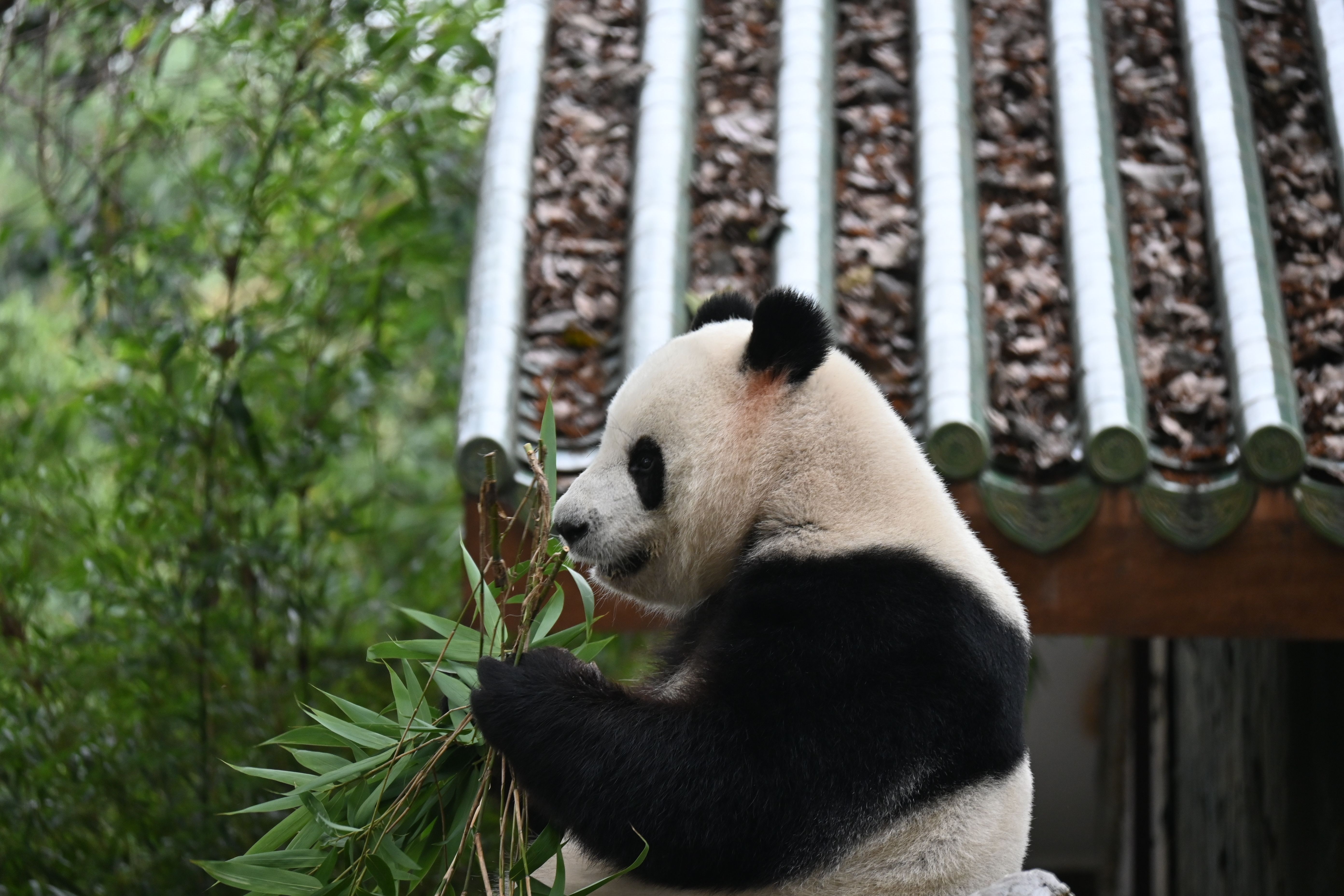 Giant Panda Eating Bamboo in Asian Garden · Free Stock Photo
