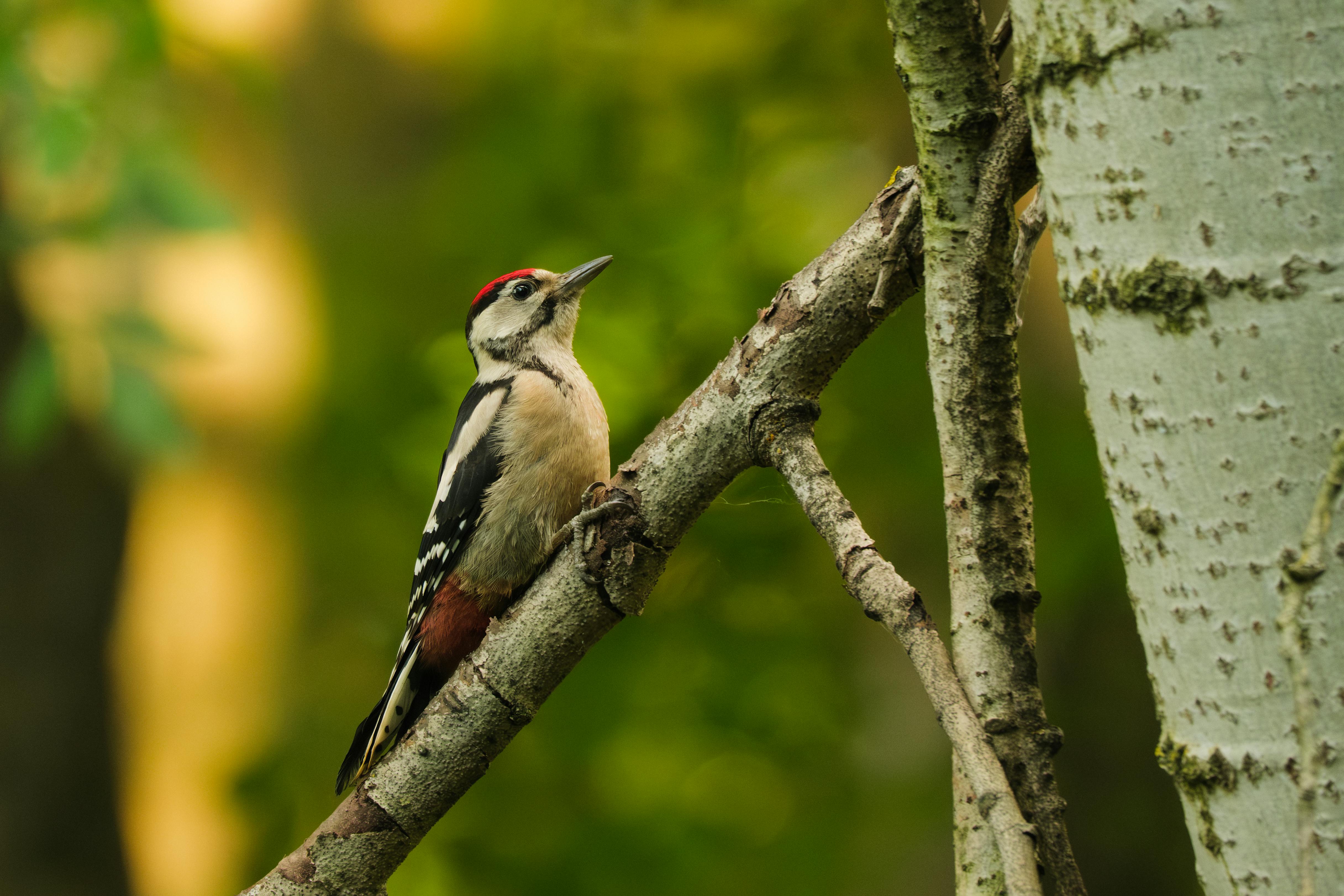 Terrestrial Bird Habitat Photos, Download The BEST Free Terrestrial ...