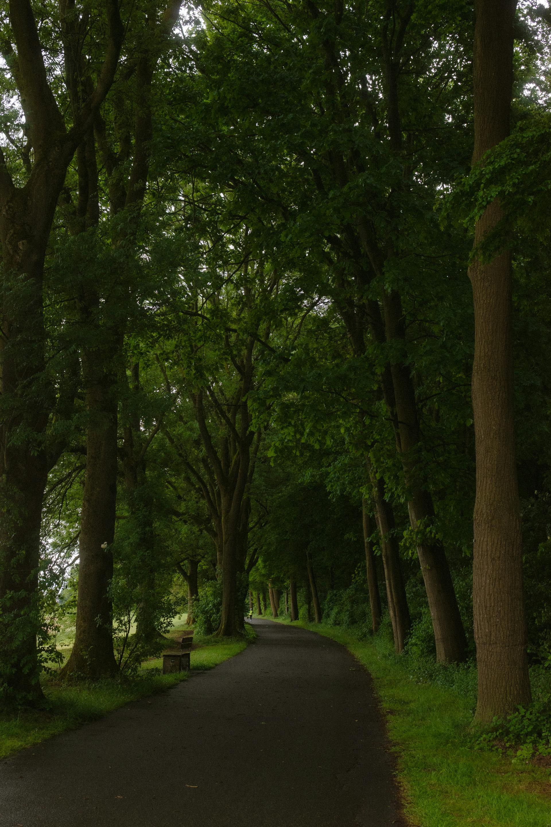 Sendero Forestal Sereno Con Altos árboles Verdes · Foto de stock gratuita