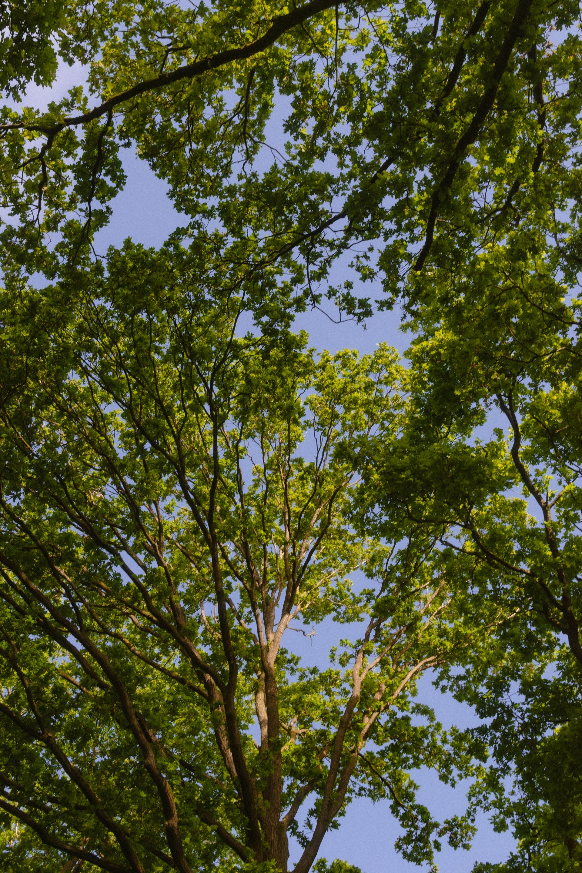 Verdant Canopy: Sunlit Forest Tree Tops · Free Stock Photo