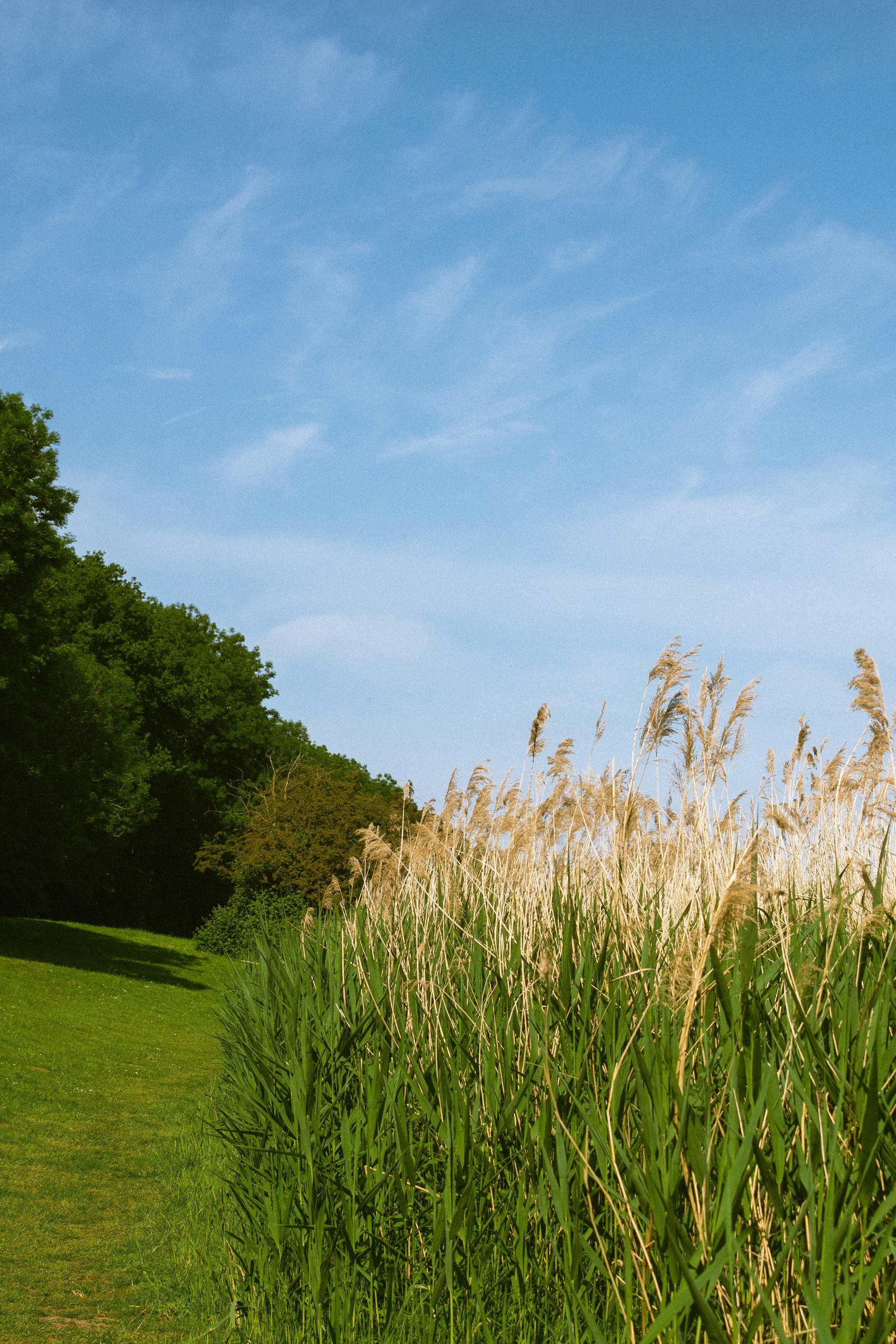 Neeraj+Pepsu+Wallpaper Photos, Download The BEST Free Neeraj+Pepsu ...