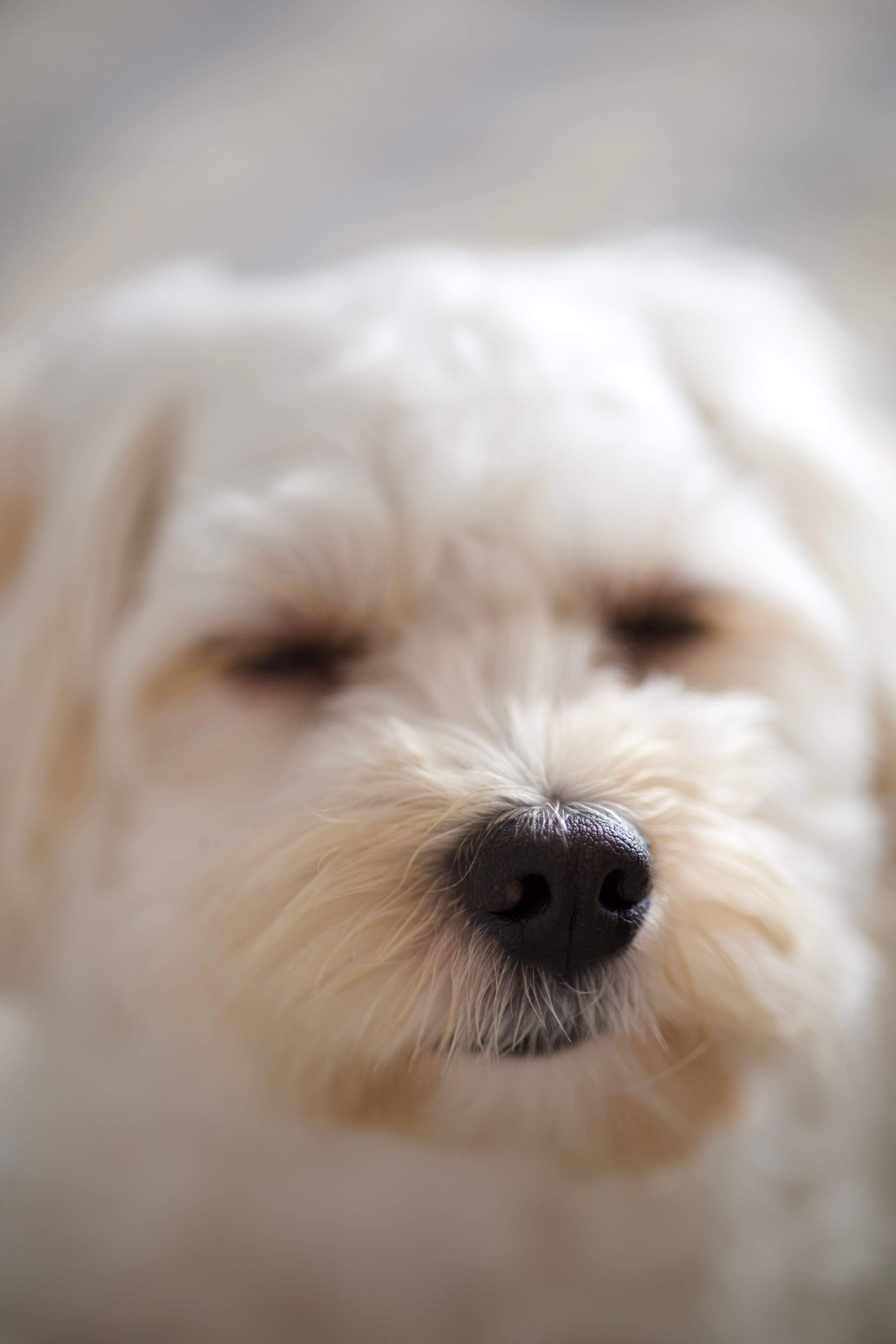 Long Coated White Puppy · Free Stock Photo