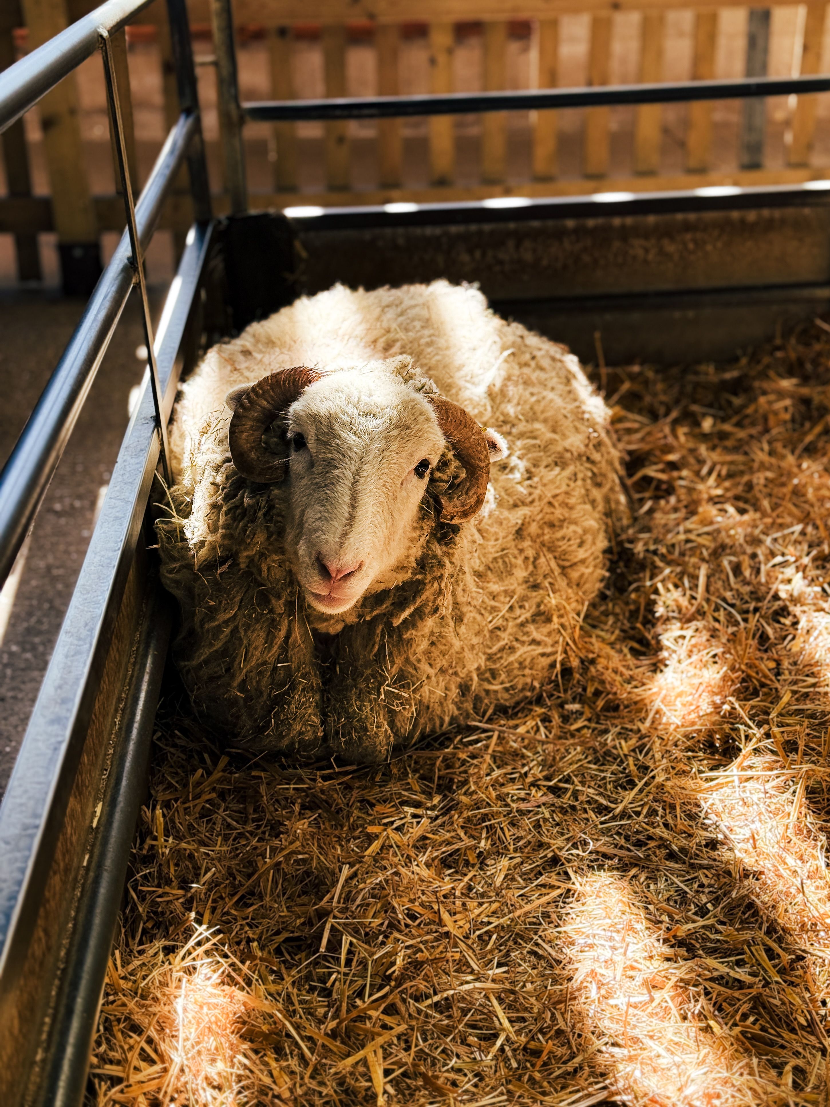 Curly Horn Sheep Resting in London Farm Pen · Free Stock Photo