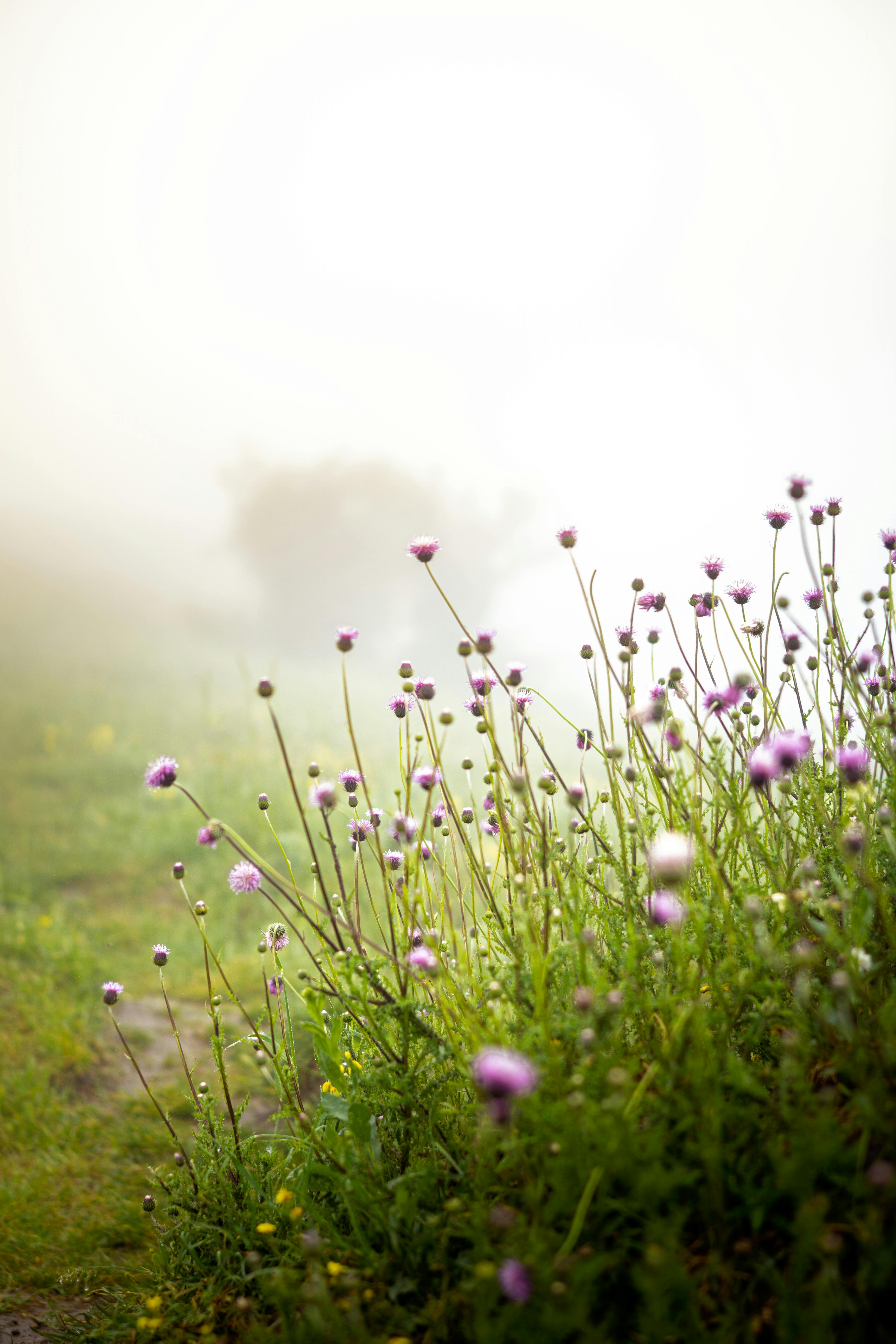 Serene Misty Meadow with Purple Thistles · Free Stock Photo