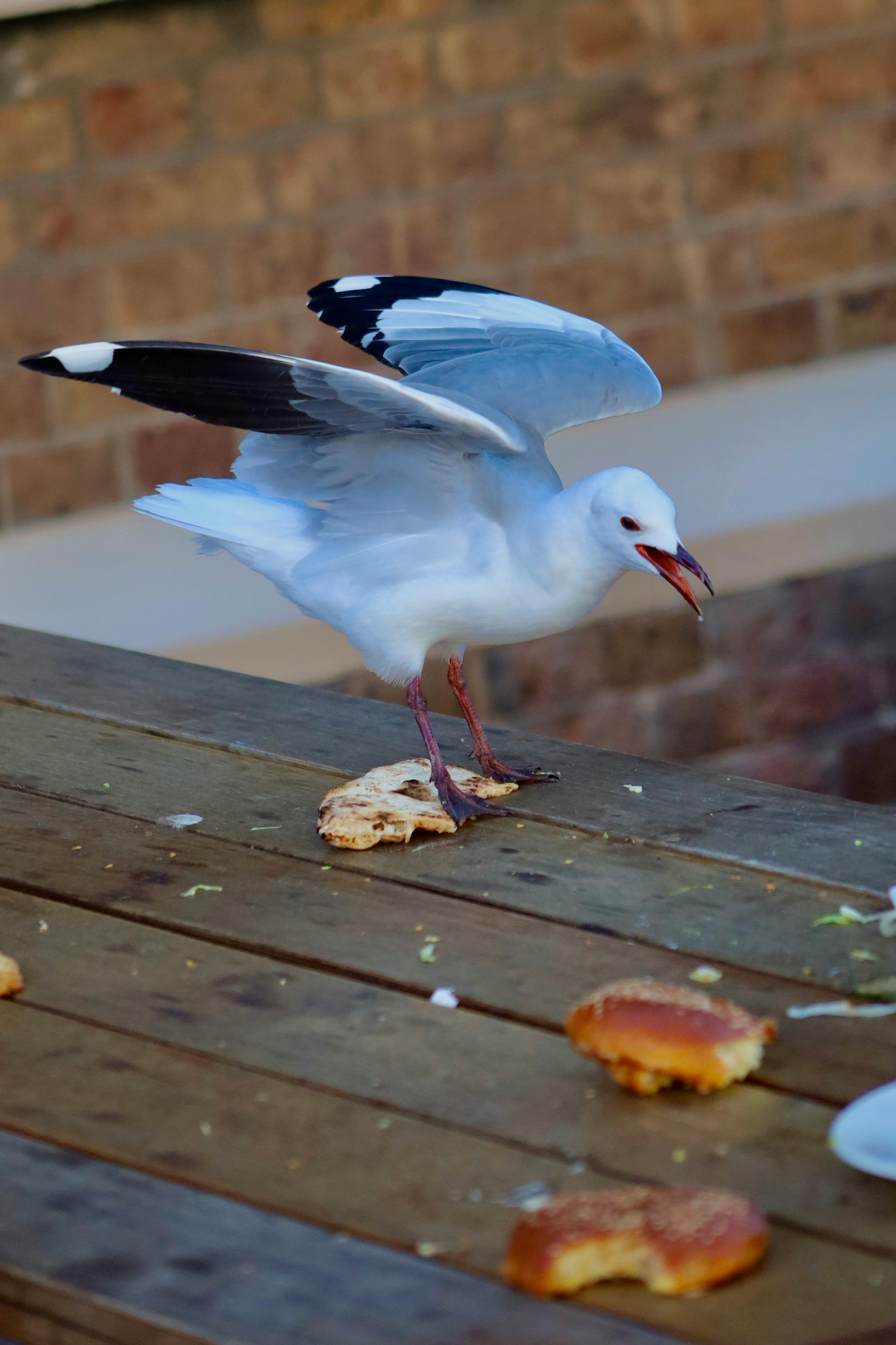 Seagull Eating Bread on Outdoor Table · Free Stock Photo
