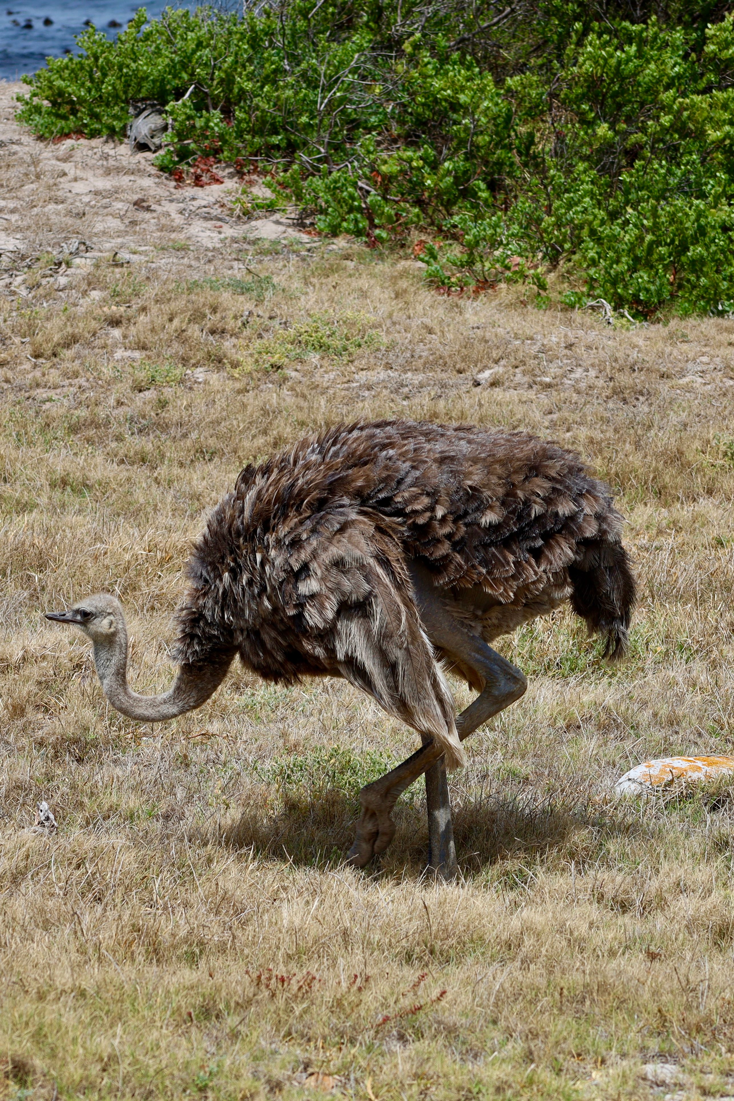 Ostrich in Natural Habitat on Grasslands · Free Stock Photo